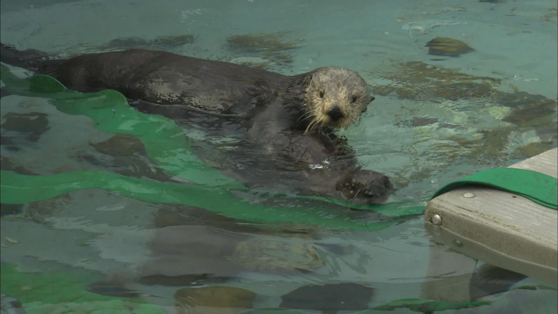 Watch CBS Saturday Morning: Sea otter surrogate program expanding ...