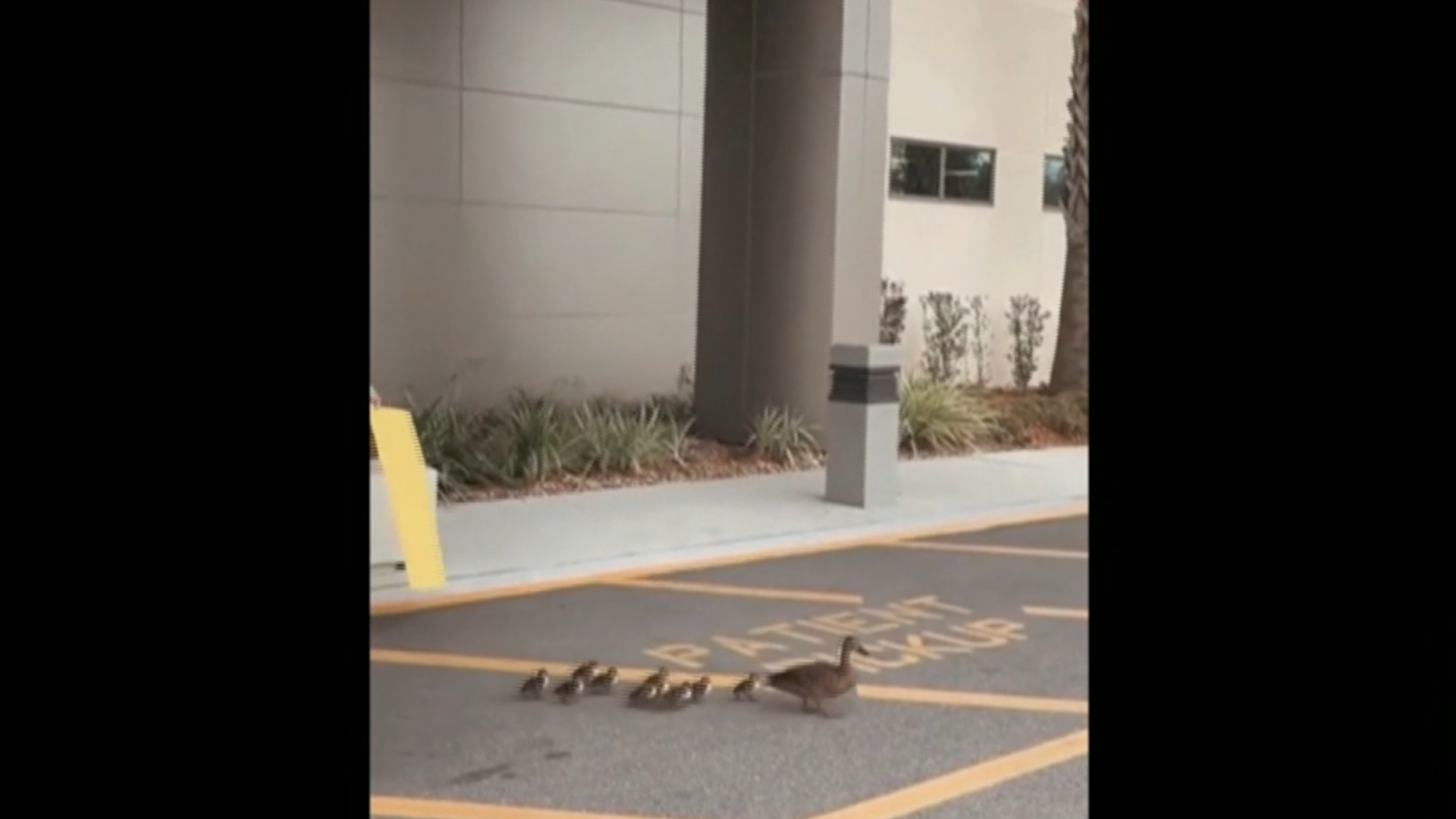 Watch CBS Evening News: Duck gives birth in atrium of Florida hospital ...