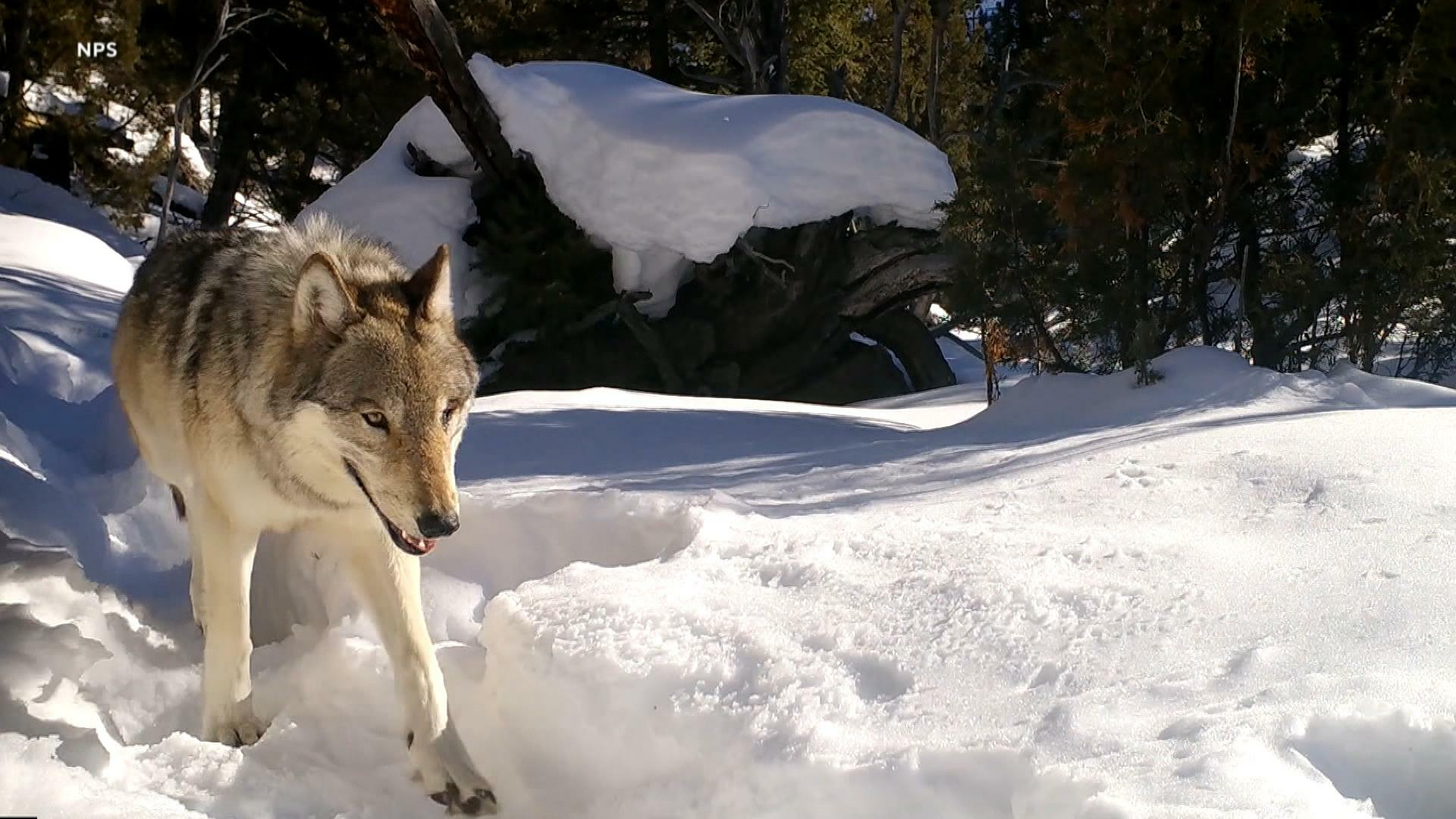 Watch CBS Saturday Morning: Yellowstone wolves spark debate - Full show ...