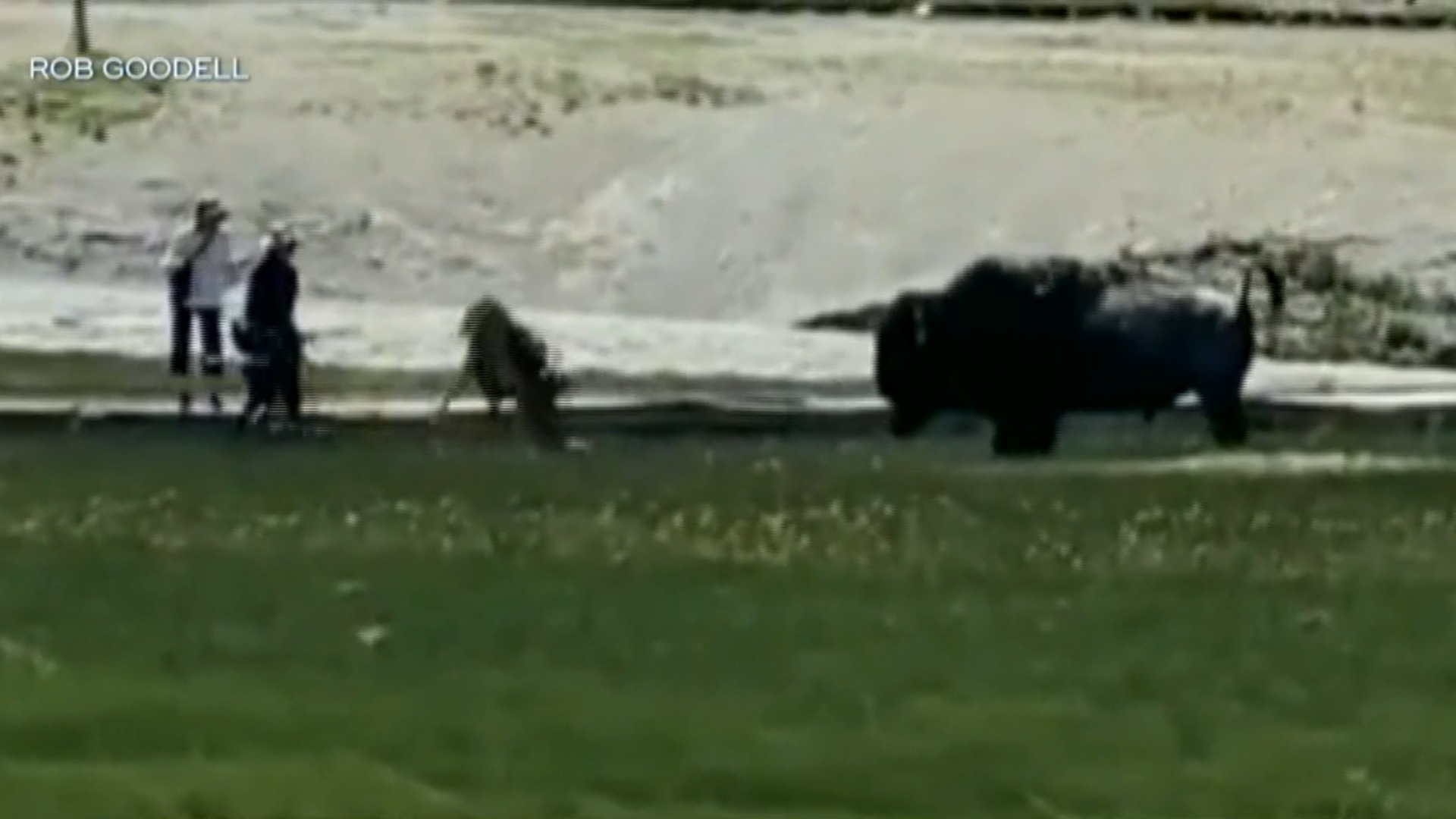 Watch CBS Evening News: Bison attacks family in Yellowstone - Full show ...