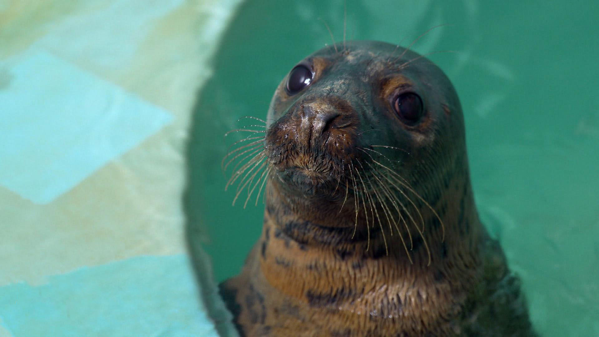 Watch CBS Mornings: Inside the center rehabilitating marine life - Full ...