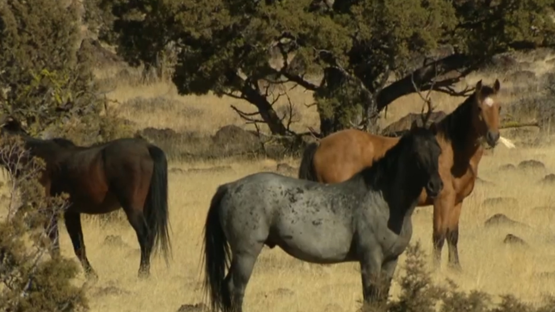 Watch CBS Saturday Morning: Government corralling 82,000 wild horses ...