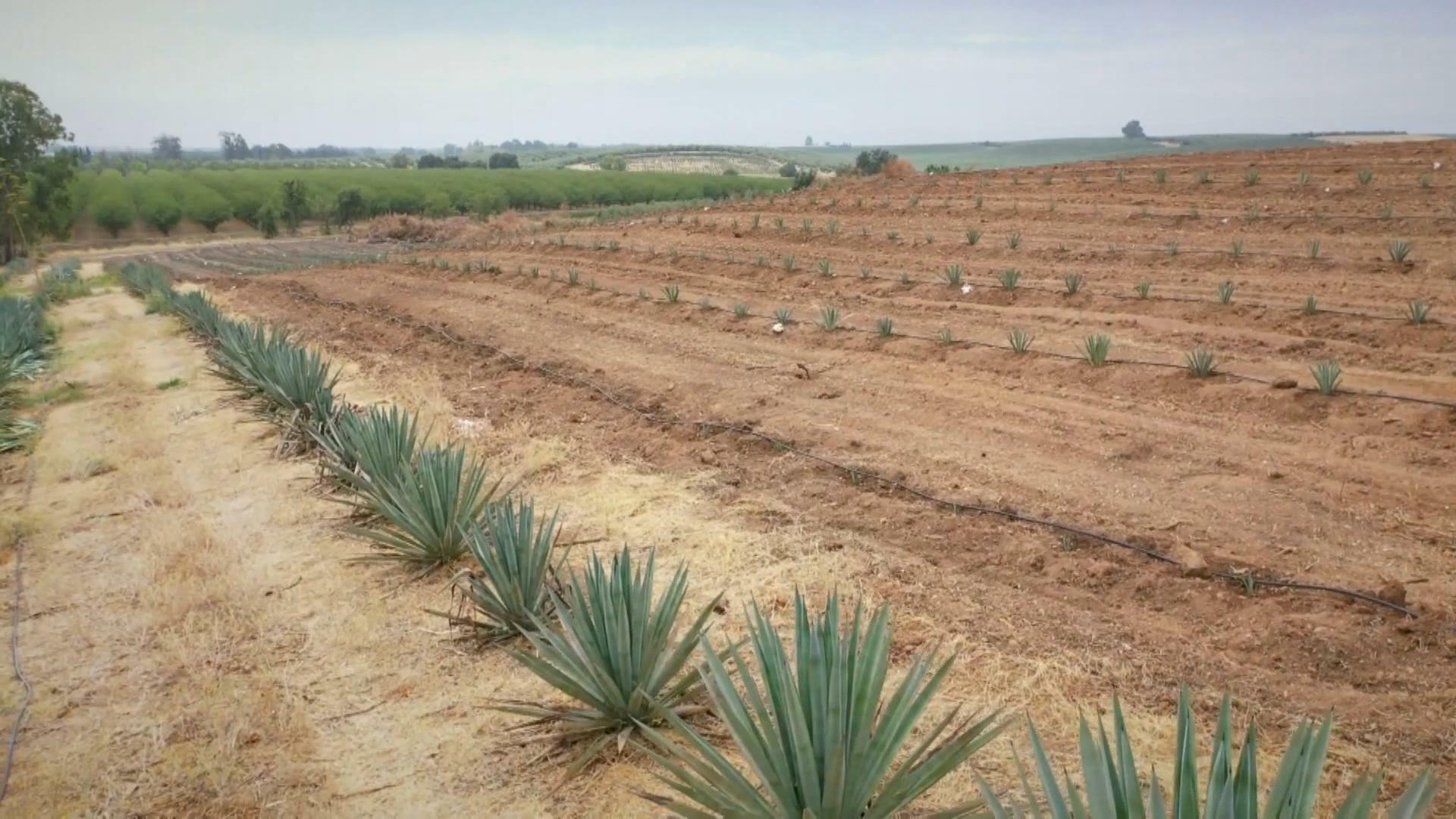 Watch CBS Saturday Morning Season Episode : California farmers turn to ...