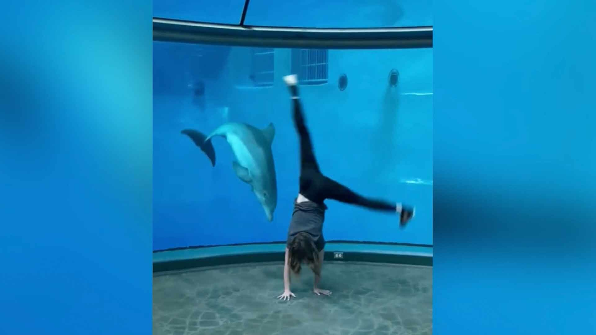 Watch The Uplift: Dolphin mimics woman's cartwheels - Full show on CBS