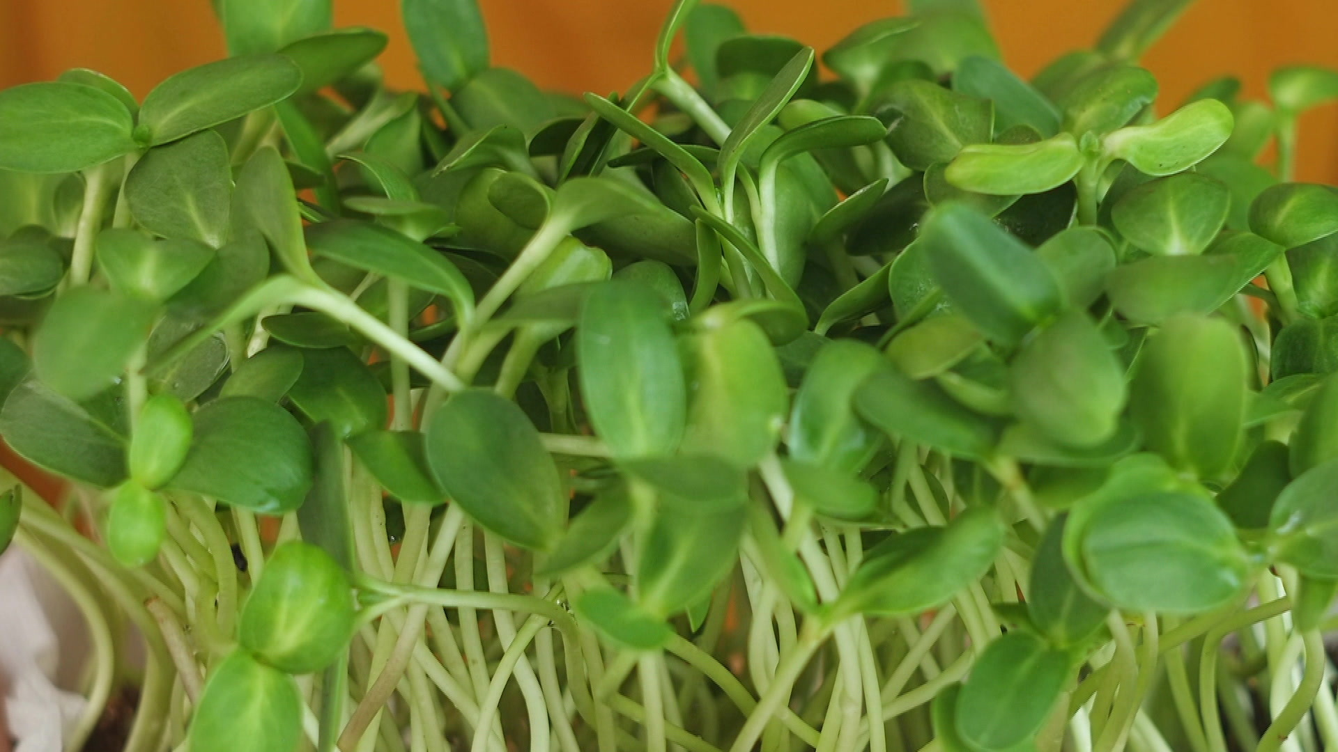Watch Sunday Morning: The long and short of microgreens - Full show on CBS