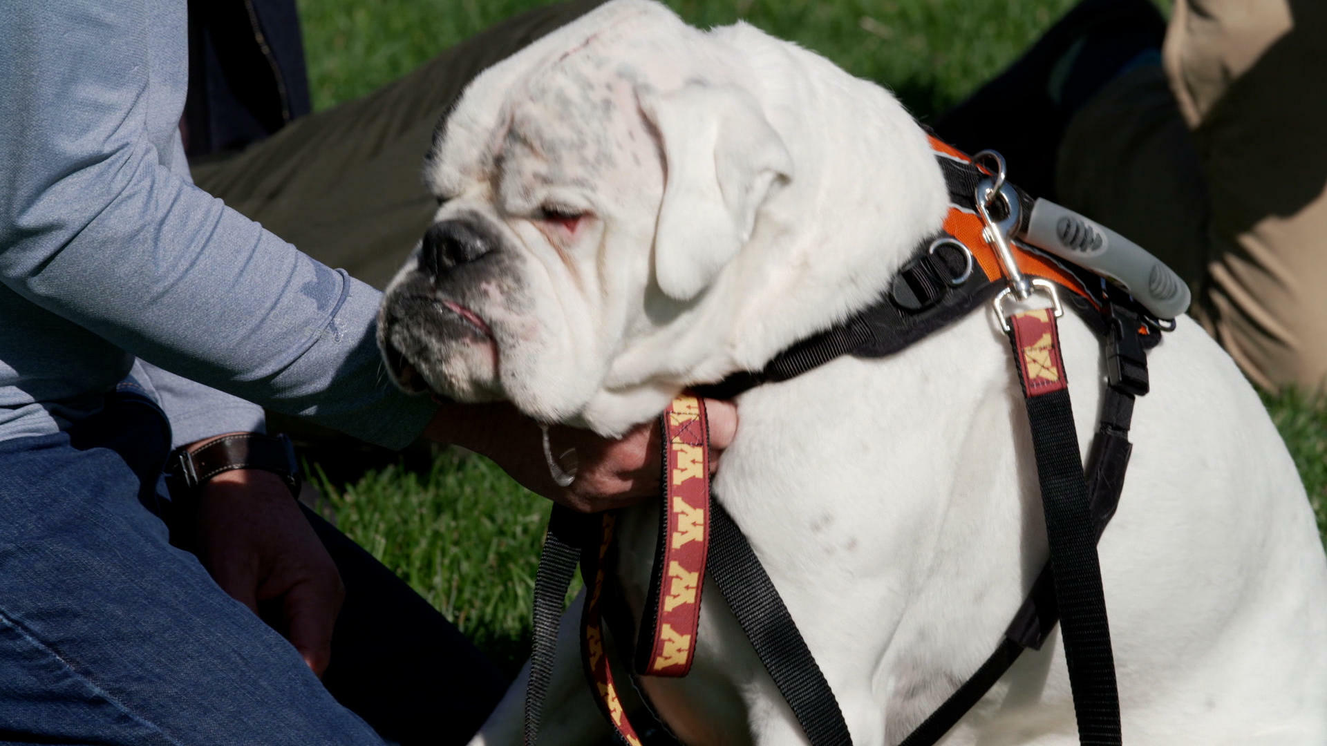 Watch 60 Minutes Overtime Season 55 Episode 11: Dog receives ...