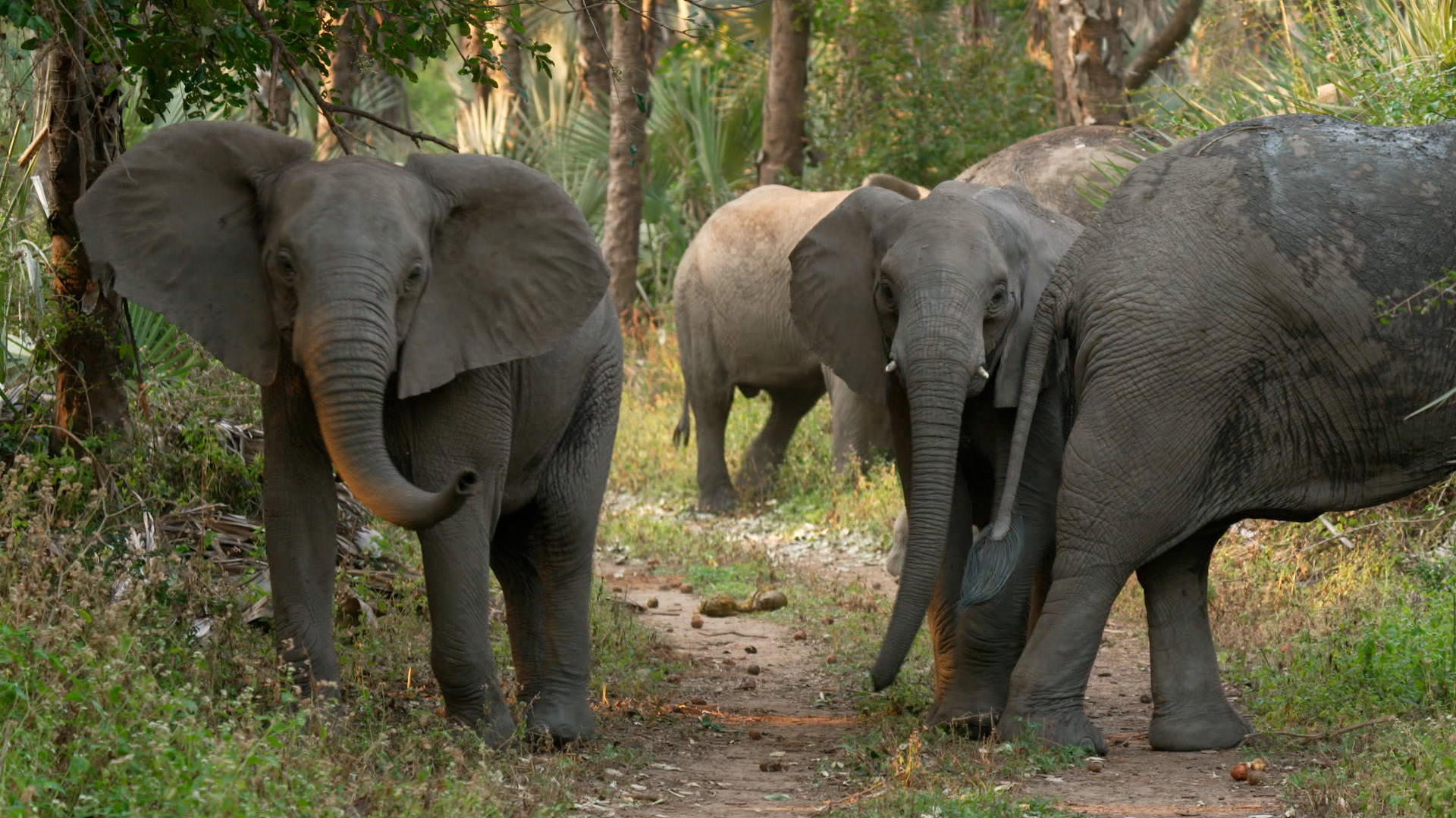 Watch 60 Minutes: Rehabilitating Gorongosa National Park - Full show on CBS