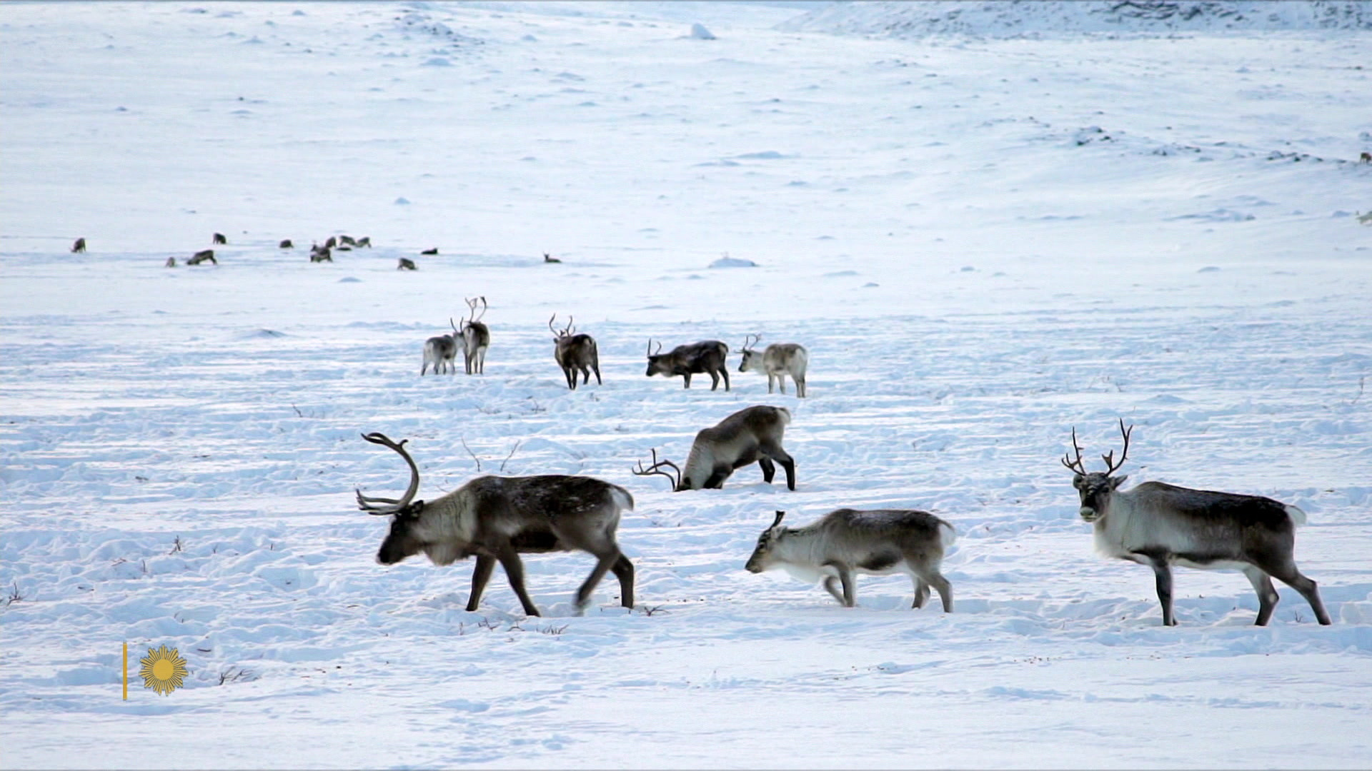 Watch Sunday Morning Nature: Reindeer in Finland - Paramount+