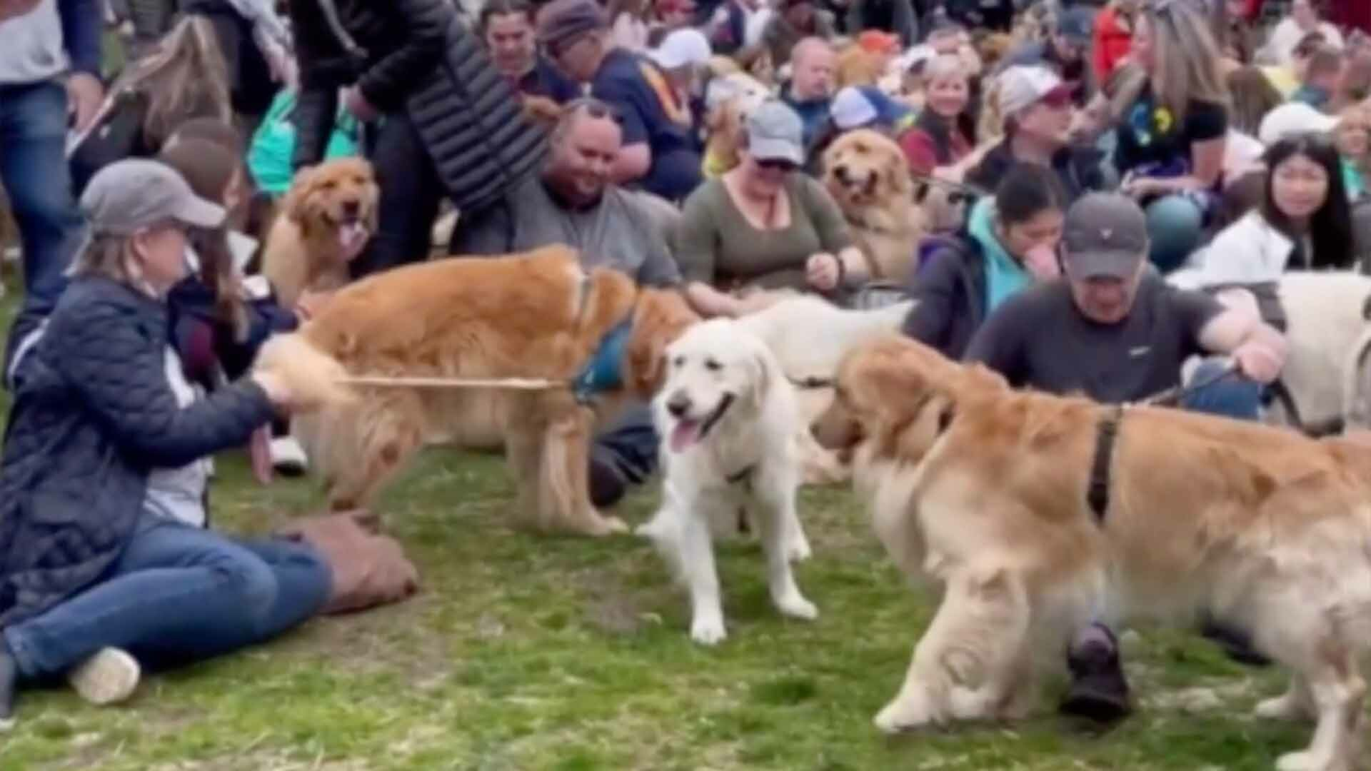 Watch The Uplift: Golden retrievers honor Boston Marathon dog - Full ...