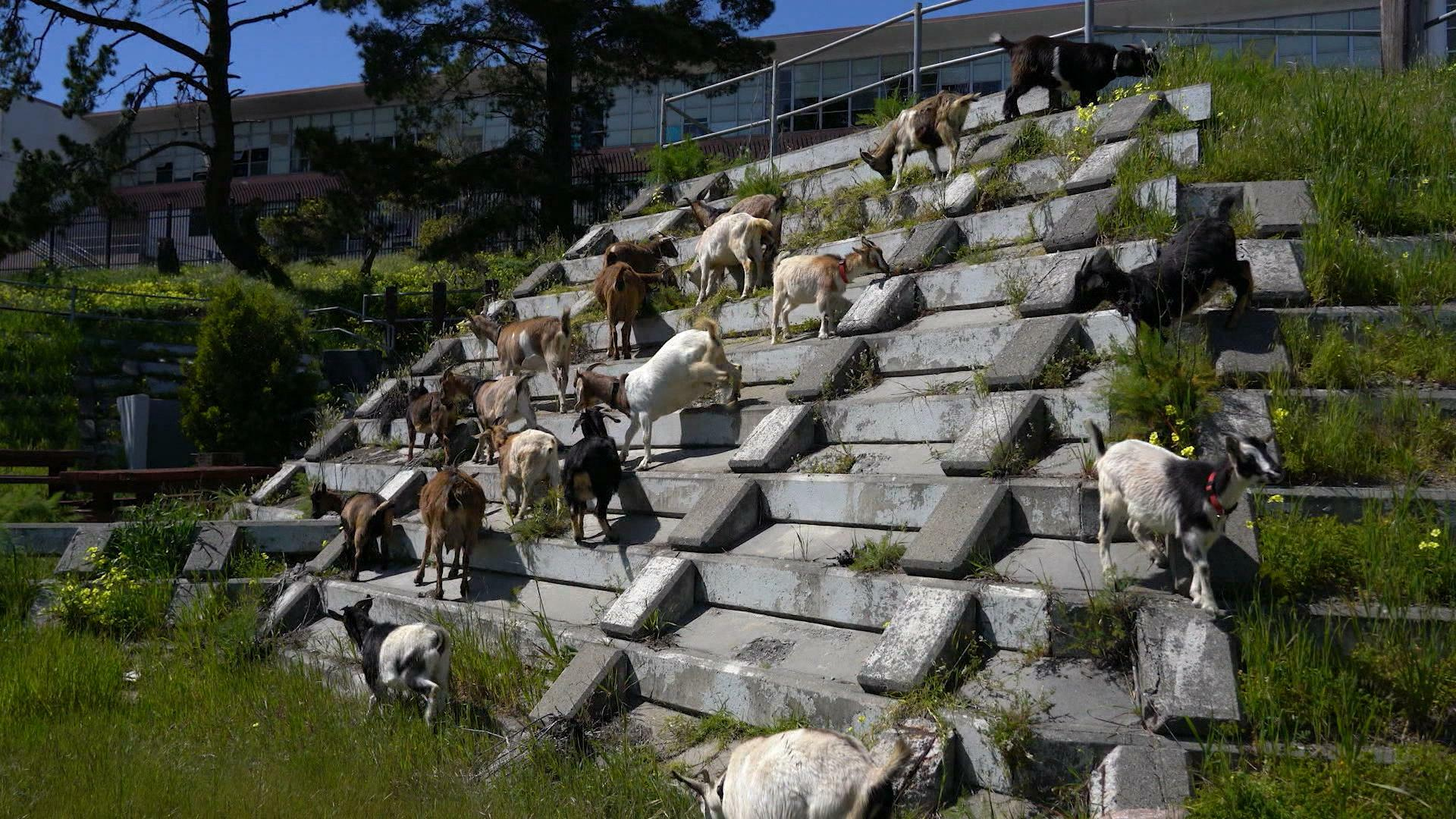 Watch CBS Saturday Morning: How goats are preventing California ...