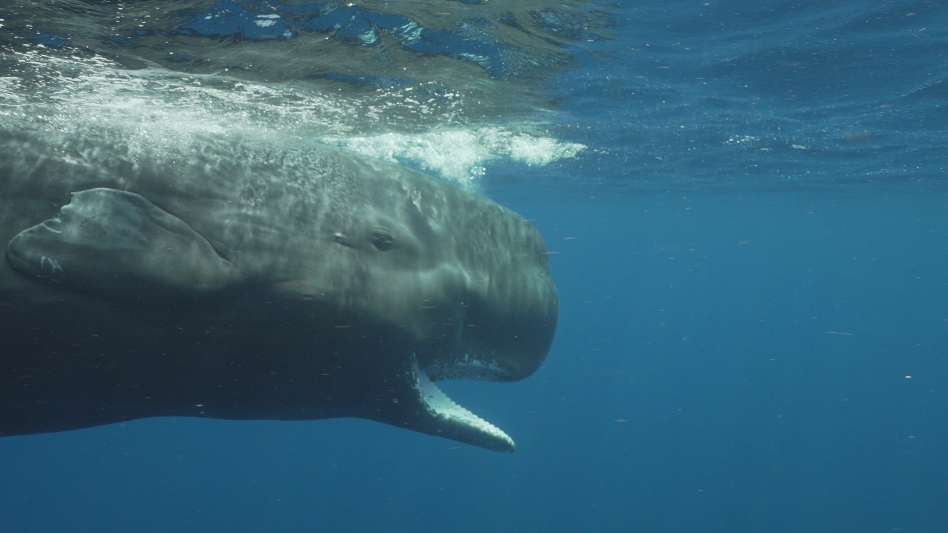 Watch 60 Minutes Overtime The Sperm Whales of Dominica | Sunday on 60 ...