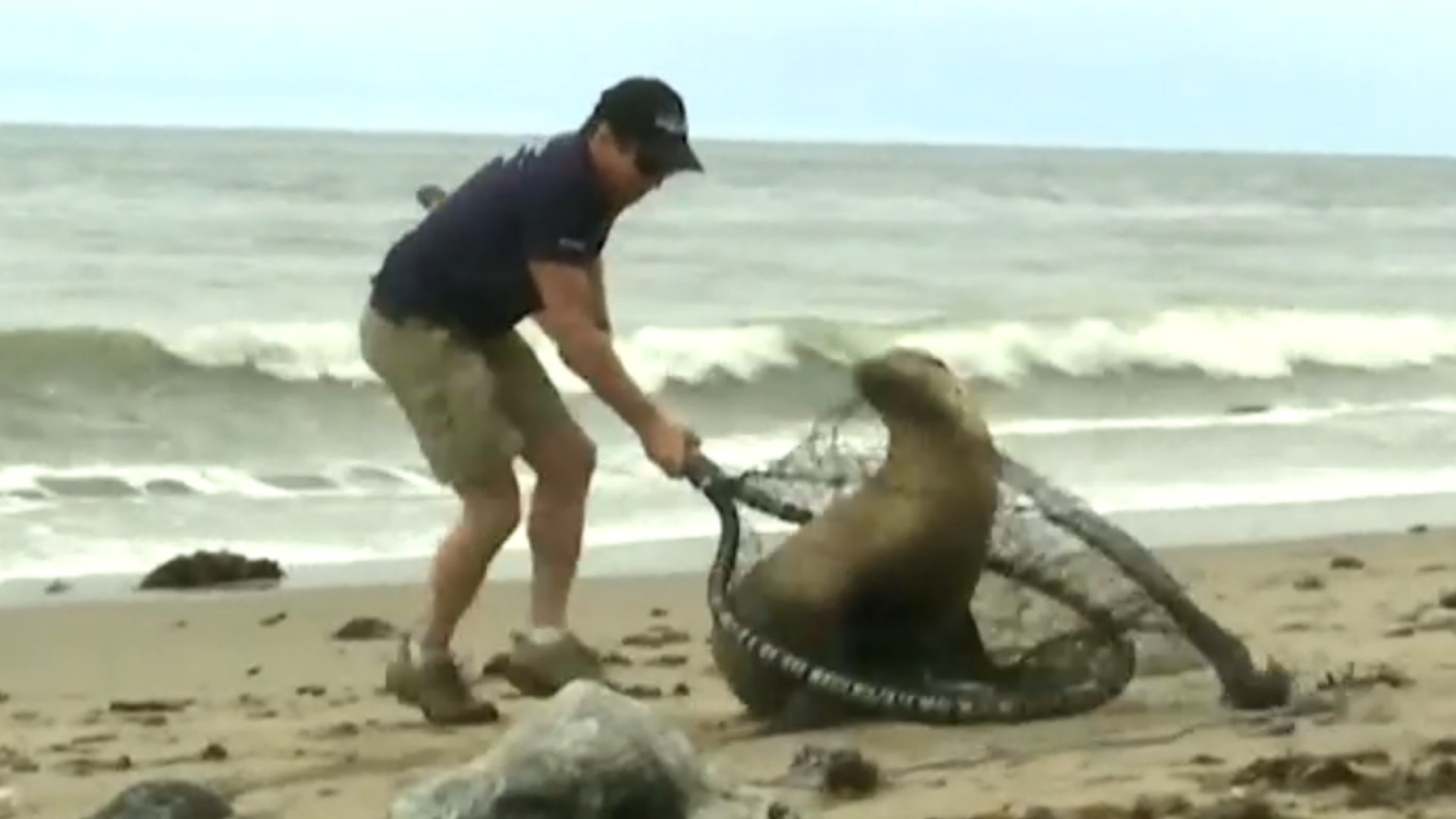 Watch CBS Evening News Dolphins, sea lions washing ashore in California ...