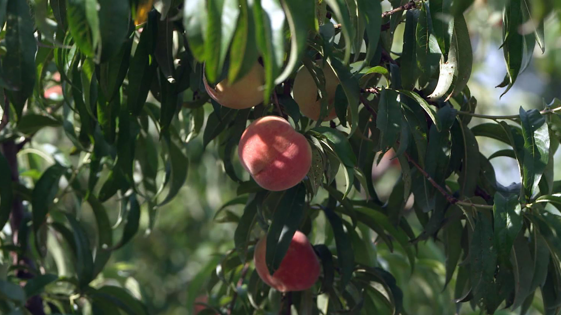 Watch CBS Mornings Climate change testing Georgia's peach crop - Paramount+