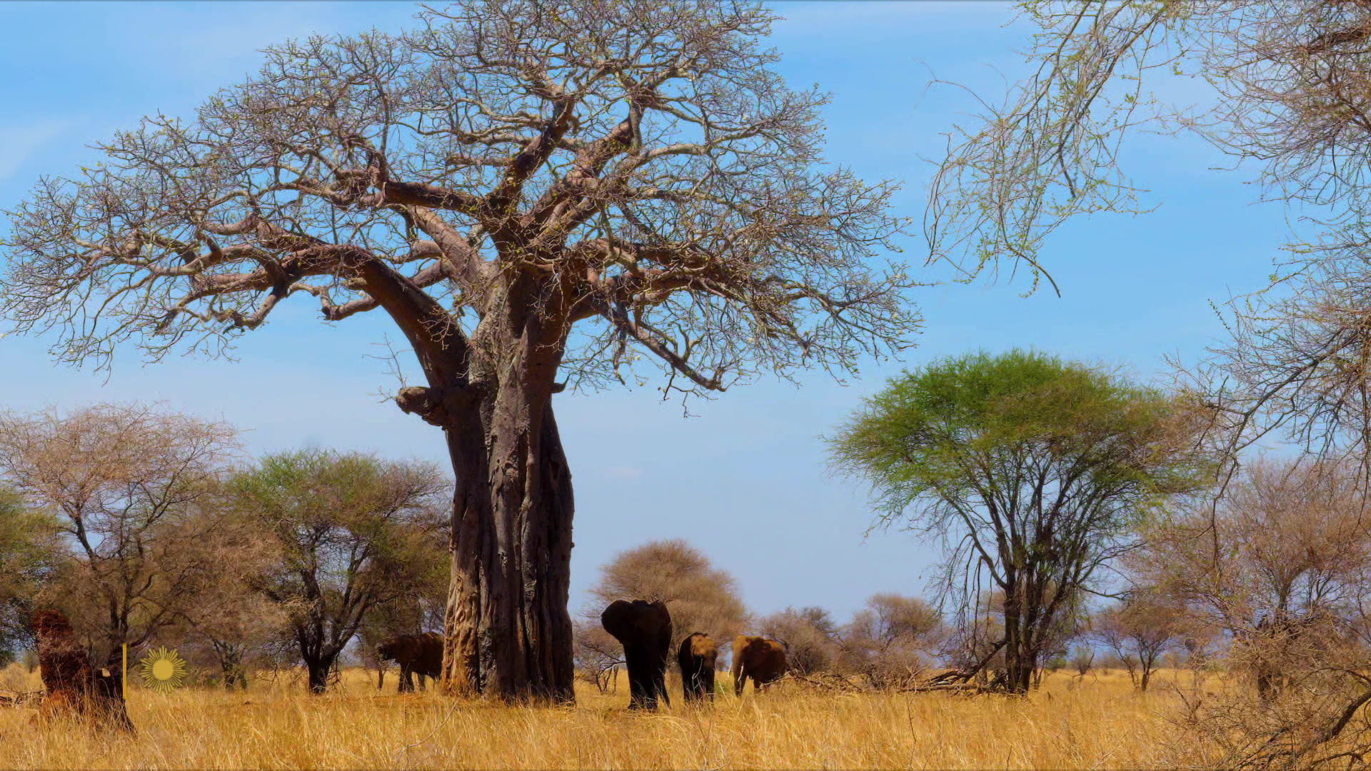 Watch Sunday Morning Season Episode : Nature: Tanzania - Paramount+