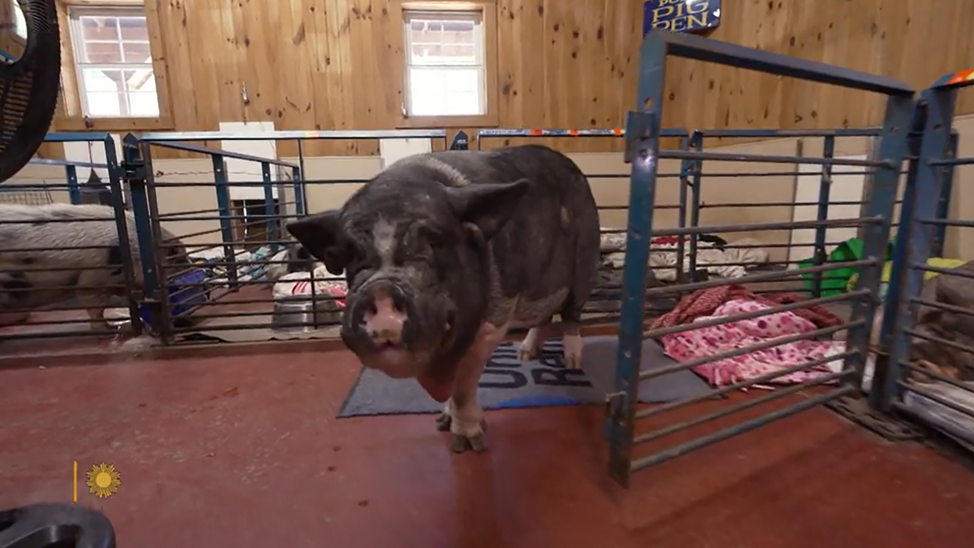 Watch Sunday Morning A pig rescue farm - Paramount+