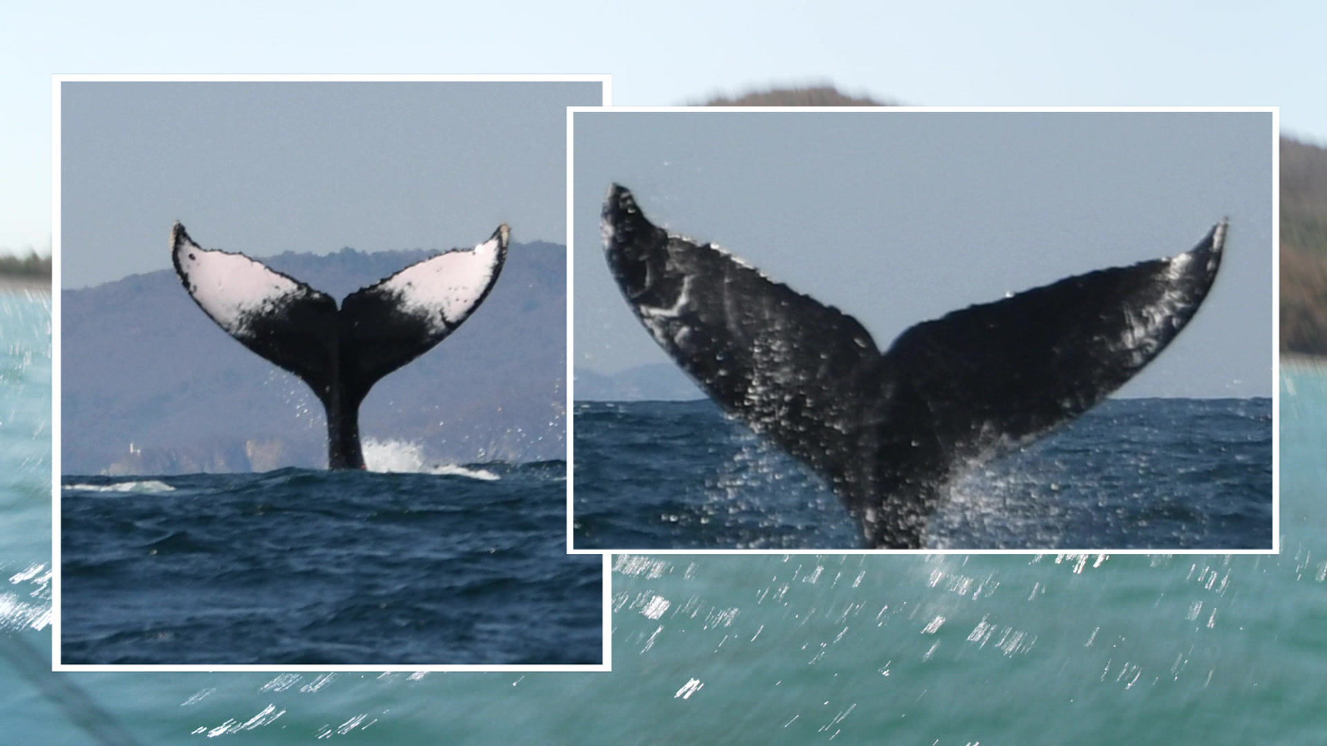 Watch Sunday Morning: Identifying humpback whales online - Full show on CBS