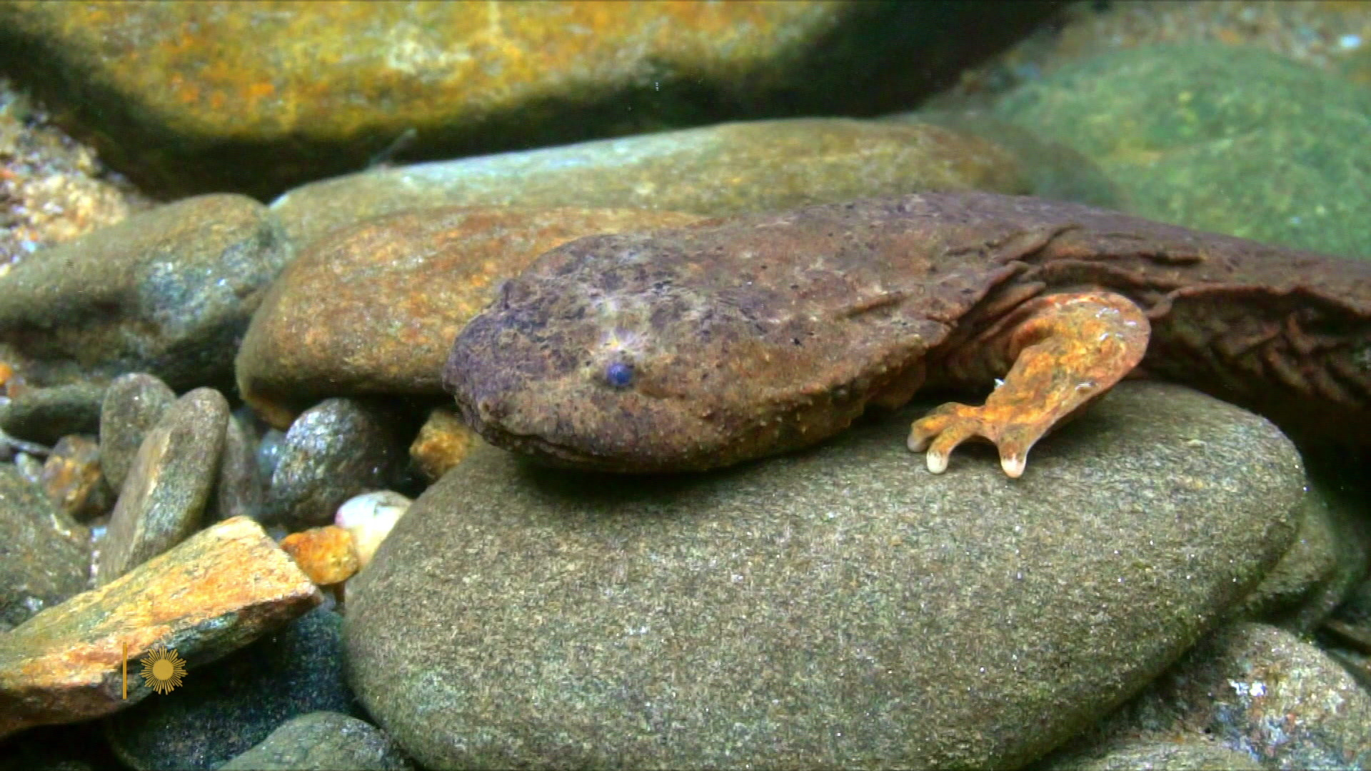 Watch Sunday Morning Season Episode : Nature: Hellbenders - Paramount+