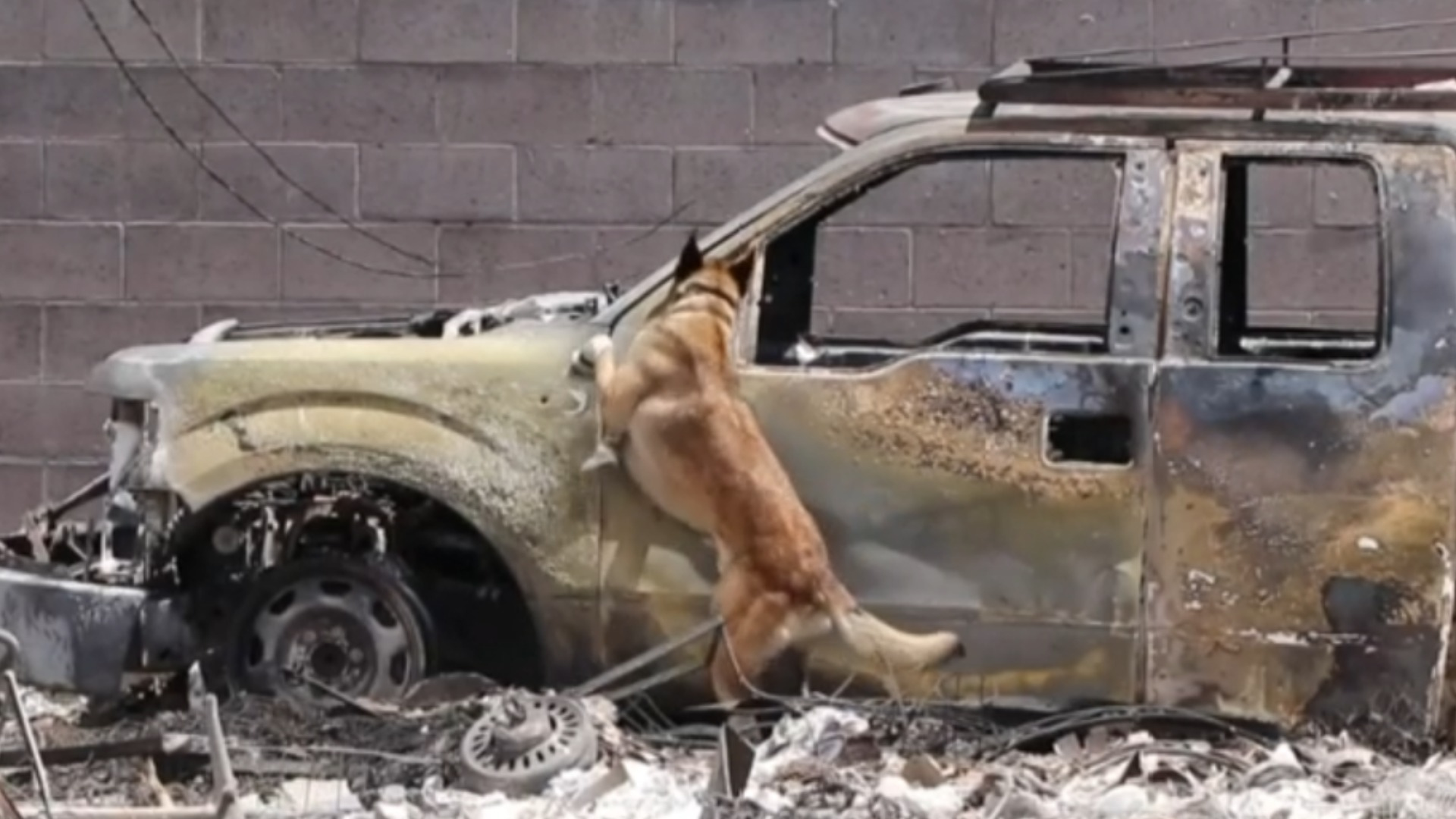 Watch CBS News: Dogs help with search for Maui fire victims - Full show ...