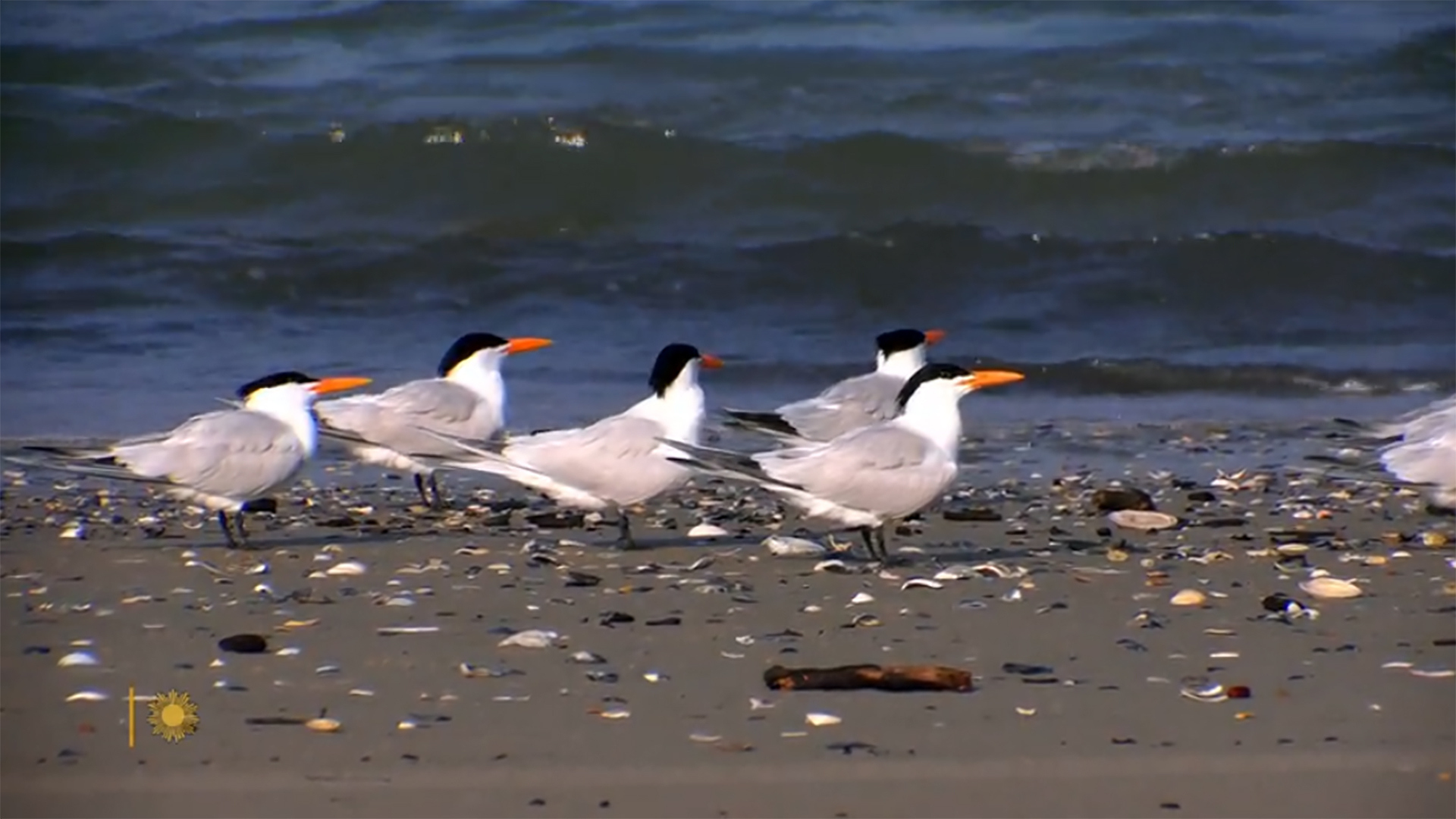 Watch Sunday Morning: Nature: Shorebirds in North Carolina - Full show ...