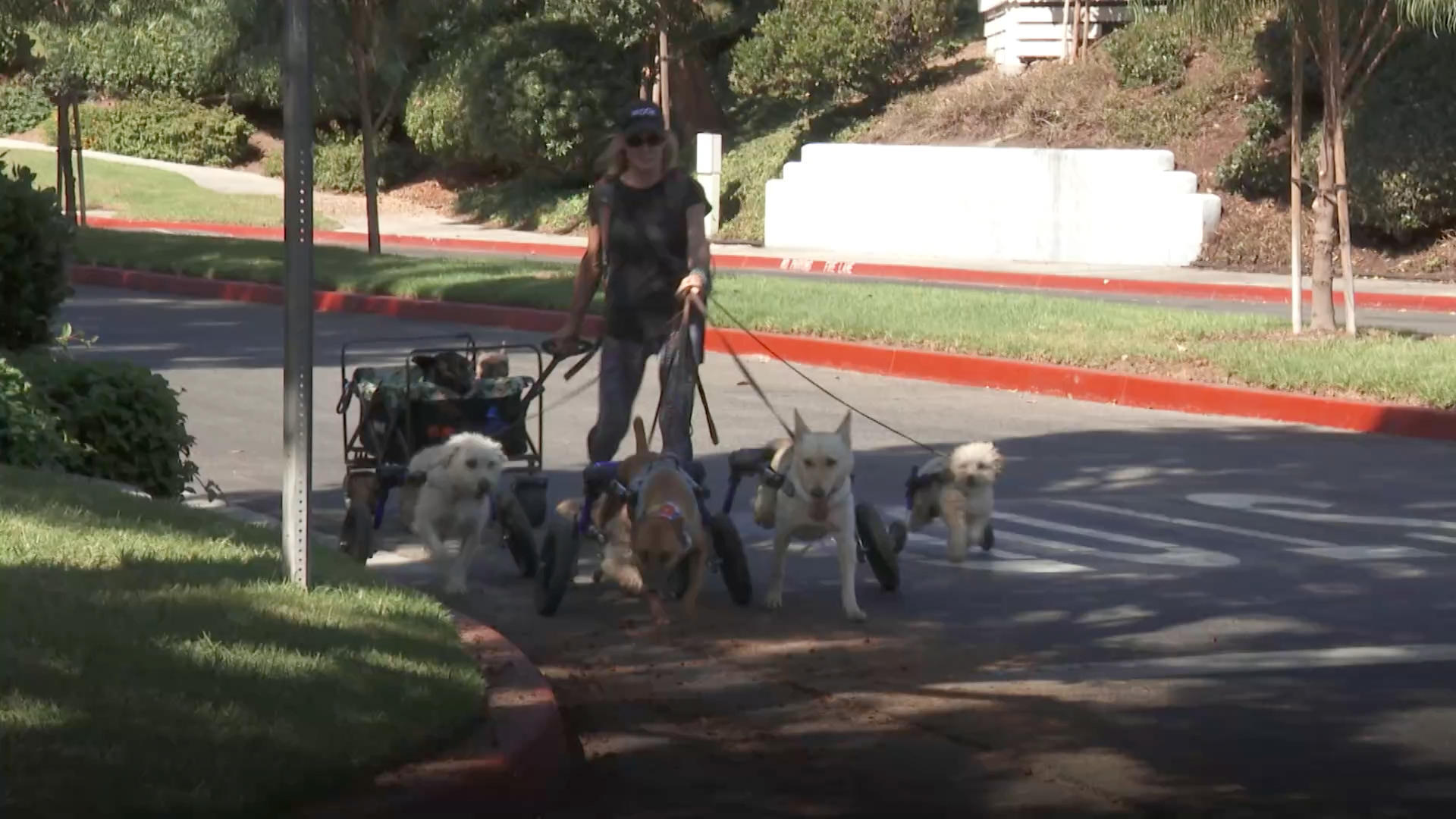 Watch The Uplift Woman takes in seven dogs with disabilities - Paramount+
