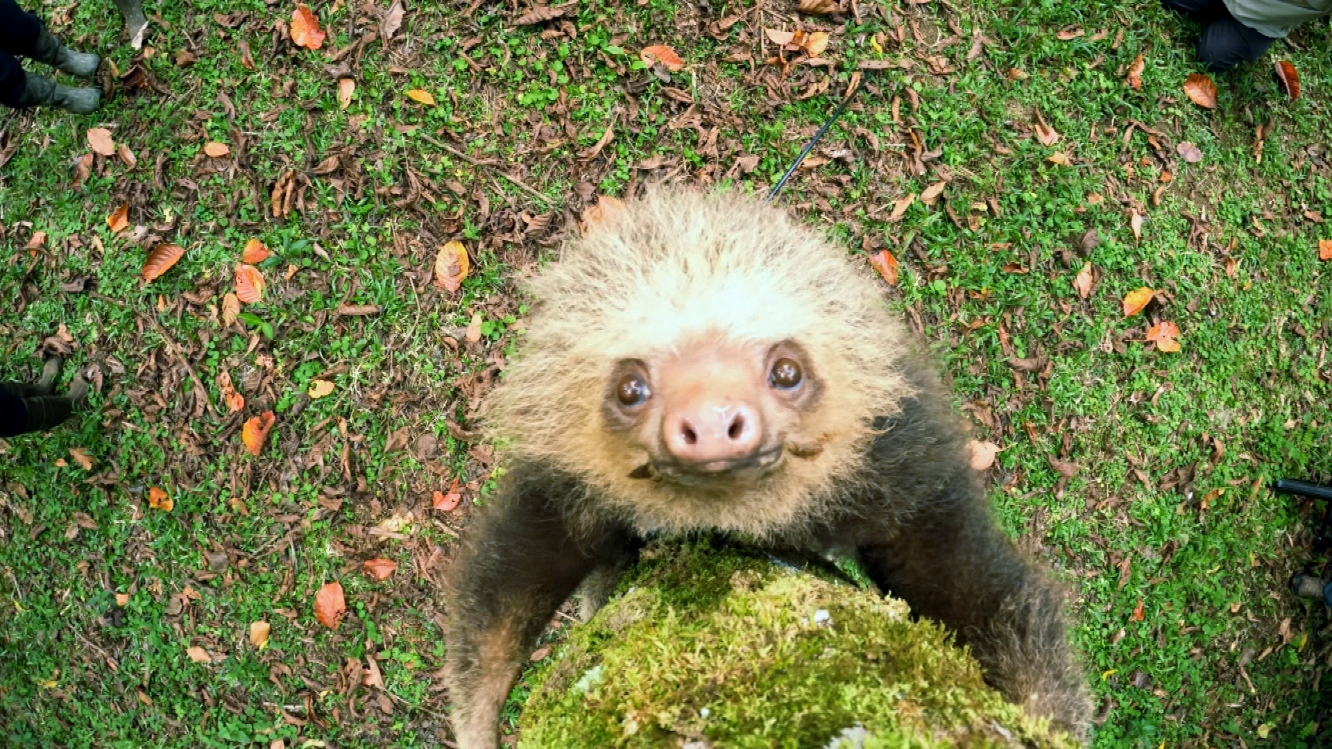 Watch 60 Minutes How sloths survive as nature’s couch potato - Paramount+