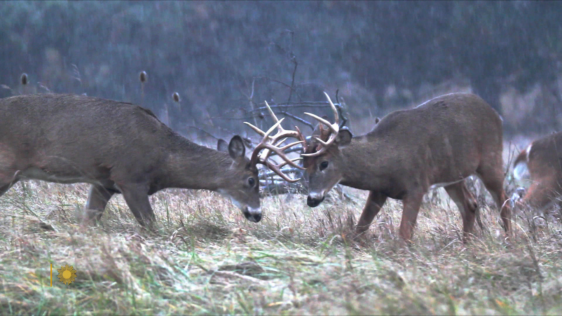 Watch Sunday Morning: Nature: White-tailed deer in New York State ...