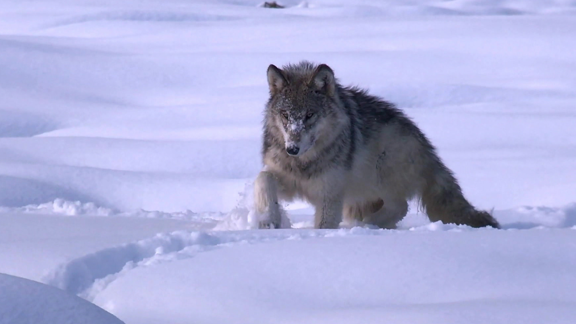 Watch 60 Minutes Overtime Season 56 Episode 21: The wolves of ...