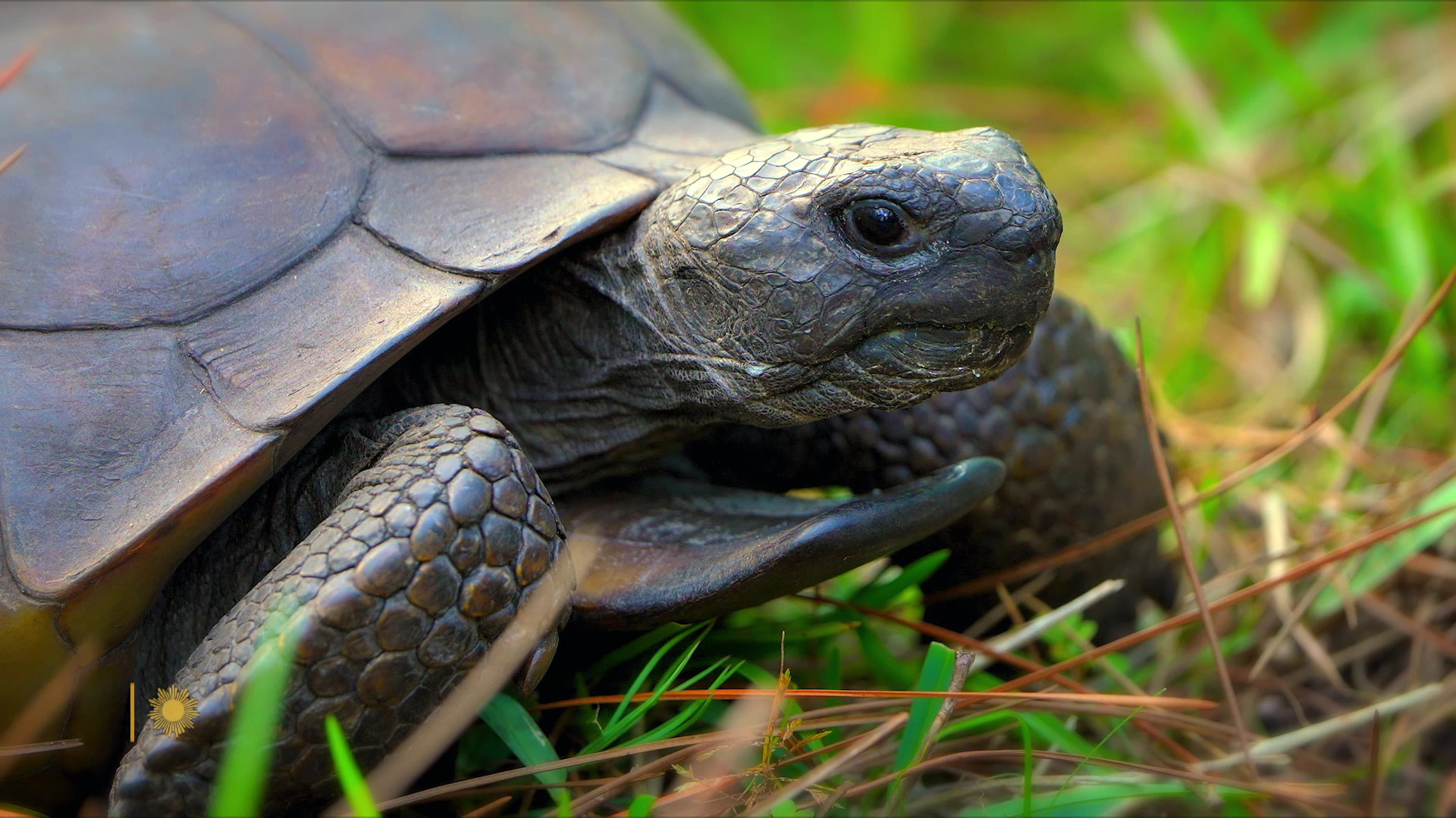 Watch Sunday Morning: Nature: Gopher tortoises in Florida - Full show ...