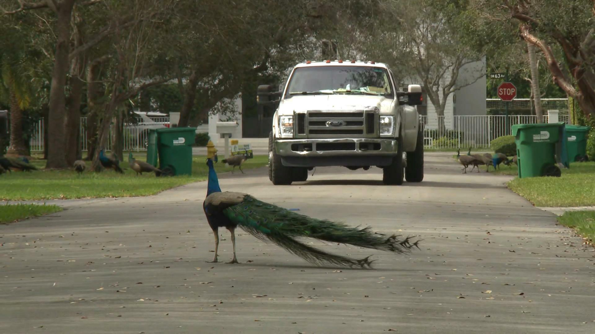 Watch CBS Saturday Morning: Florida town fights peacocks in unique way ...