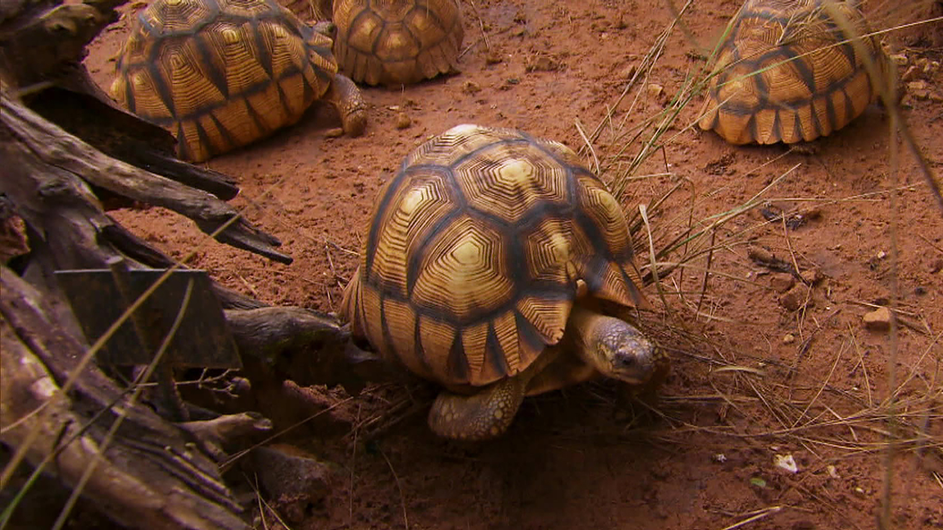 Watch 60 Minutes Overtime 60 Minutes Archive: Race to save the tortoise ...