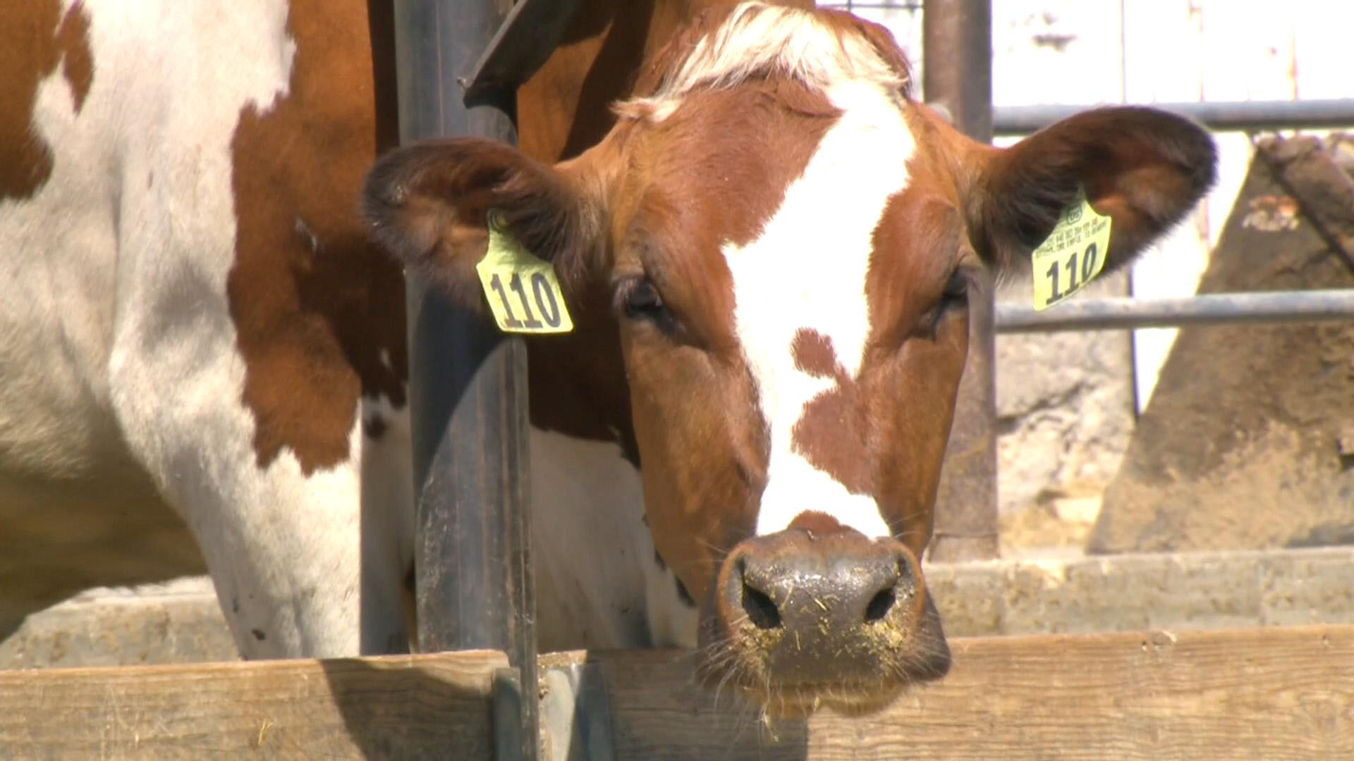 Watch CBS Mornings Dairy cows to be tested for bird flu closely ...