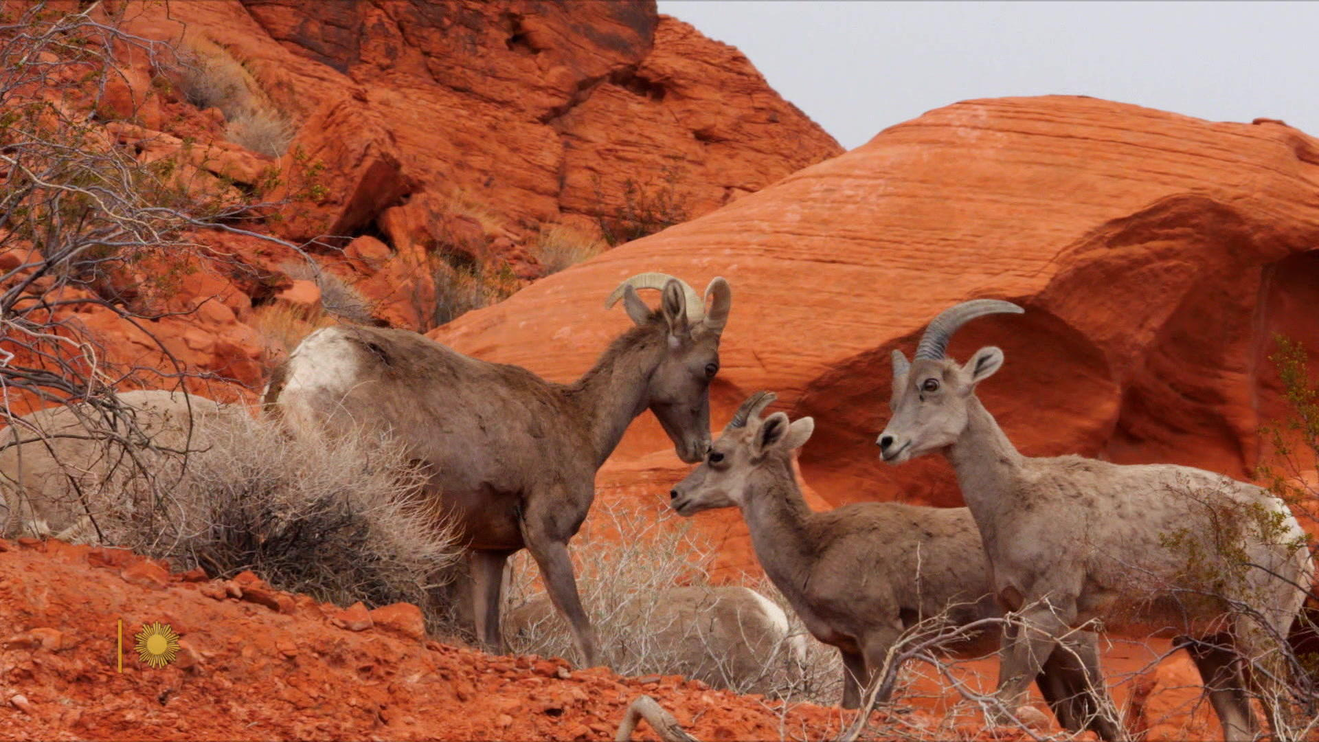 Watch Sunday Morning: Nature: Big horn sheep in Nevada - Full show on CBS