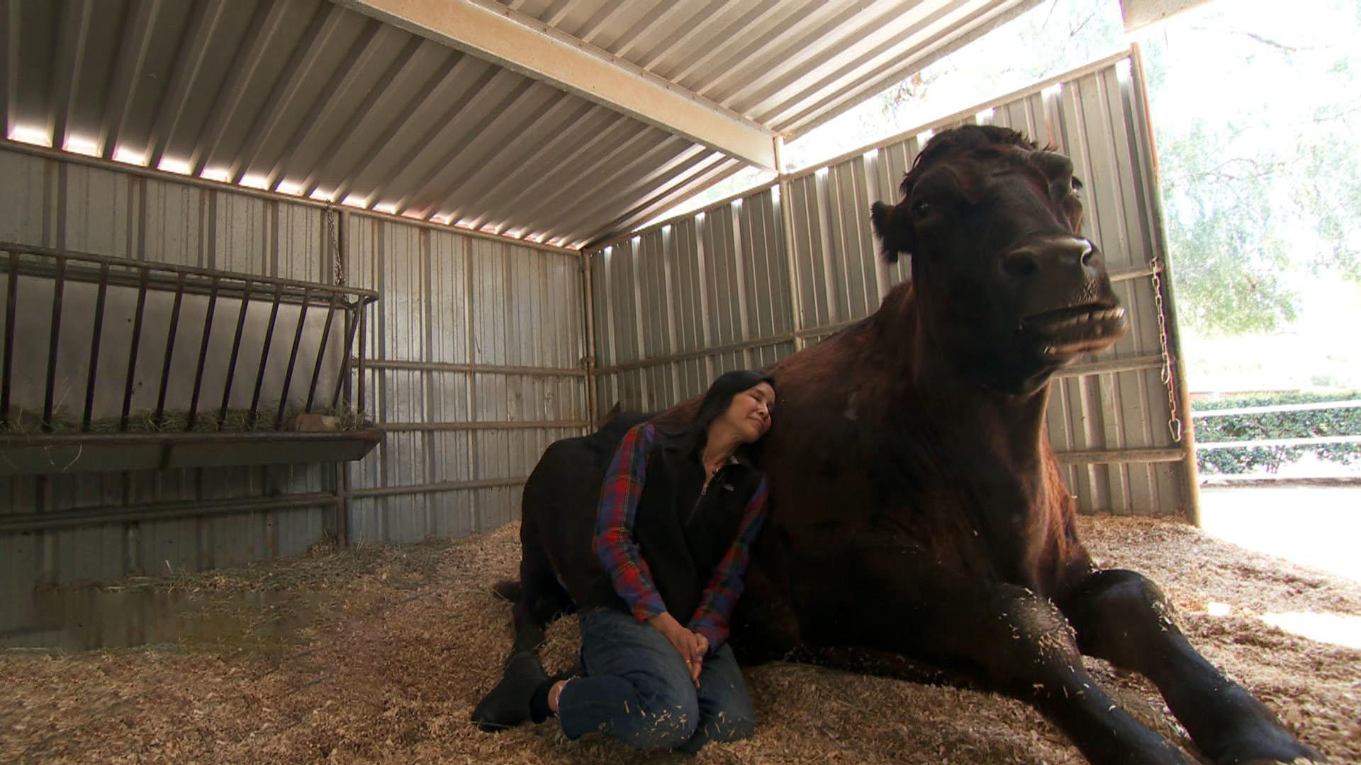Watch CBS Mornings Season Episode : The Gentle Barn: Where animal ...