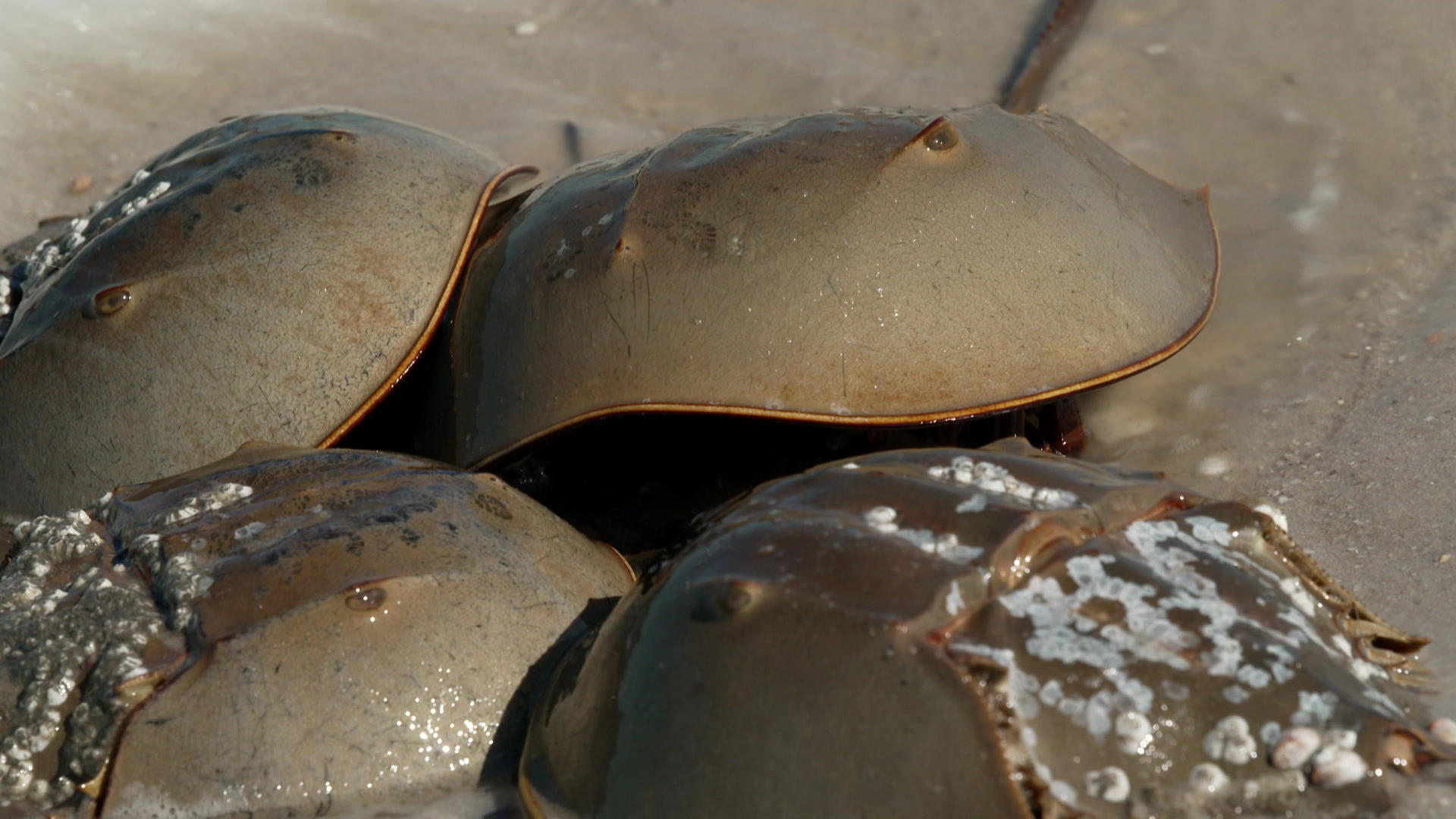 Watch Sunday Morning: Horseshoe crabs: Ancient creatures who are a ...