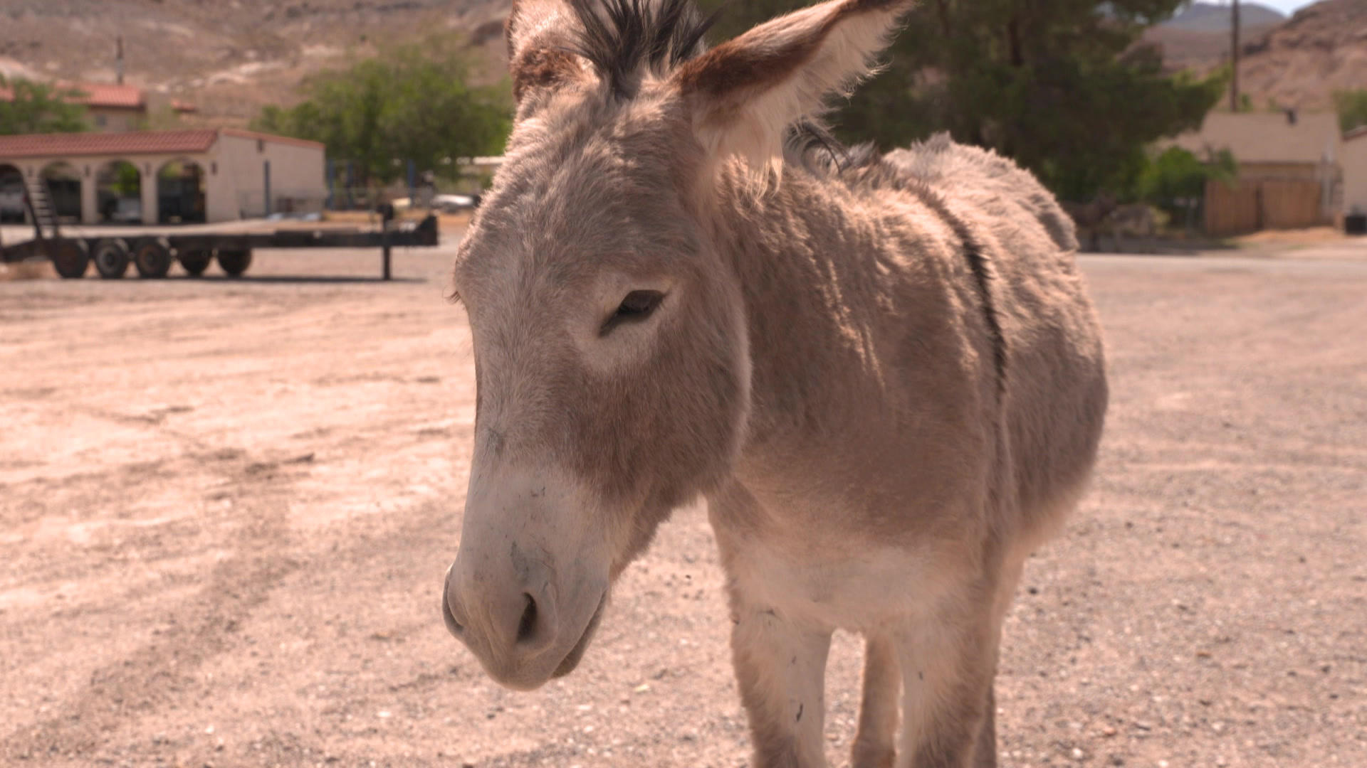 Watch Sunday Morning: Giving wild donkeys a new life - Full show on CBS