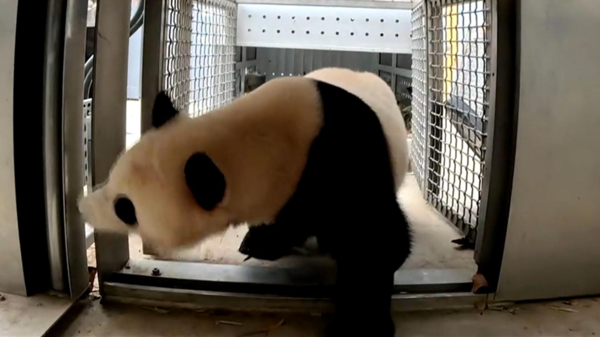 Watch CBS Evening News: Pandas from China arrive in Washington, D.C ...