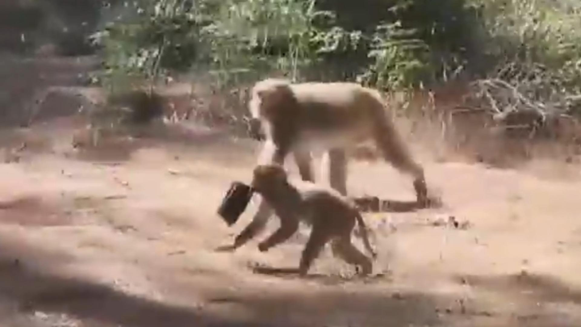 Watch CBS News Mornings Season Episode : Police warn monkeys escaped ...