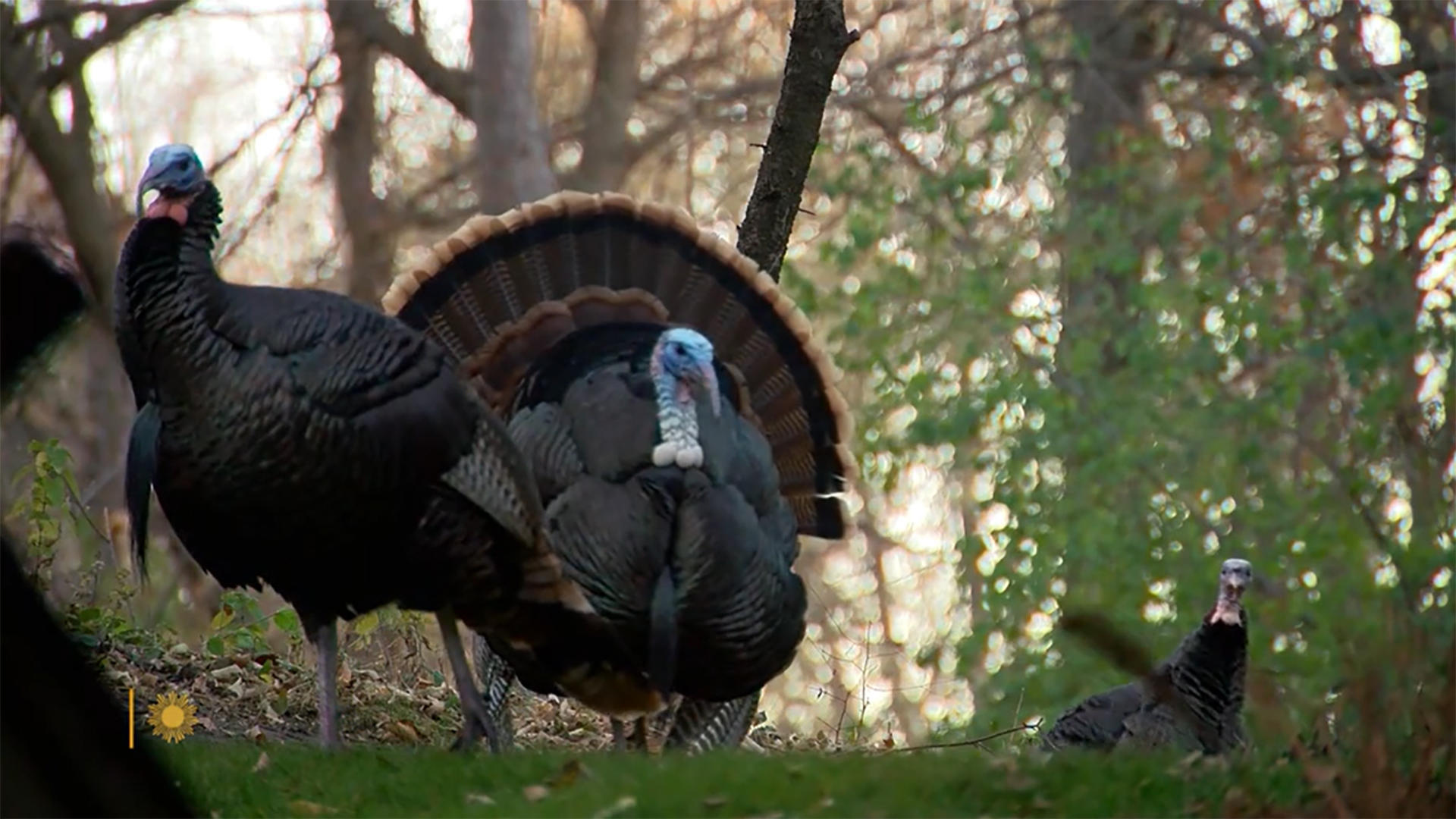 Watch Sunday Morning: Nature: Turkeys in South Dakota - Full show on CBS