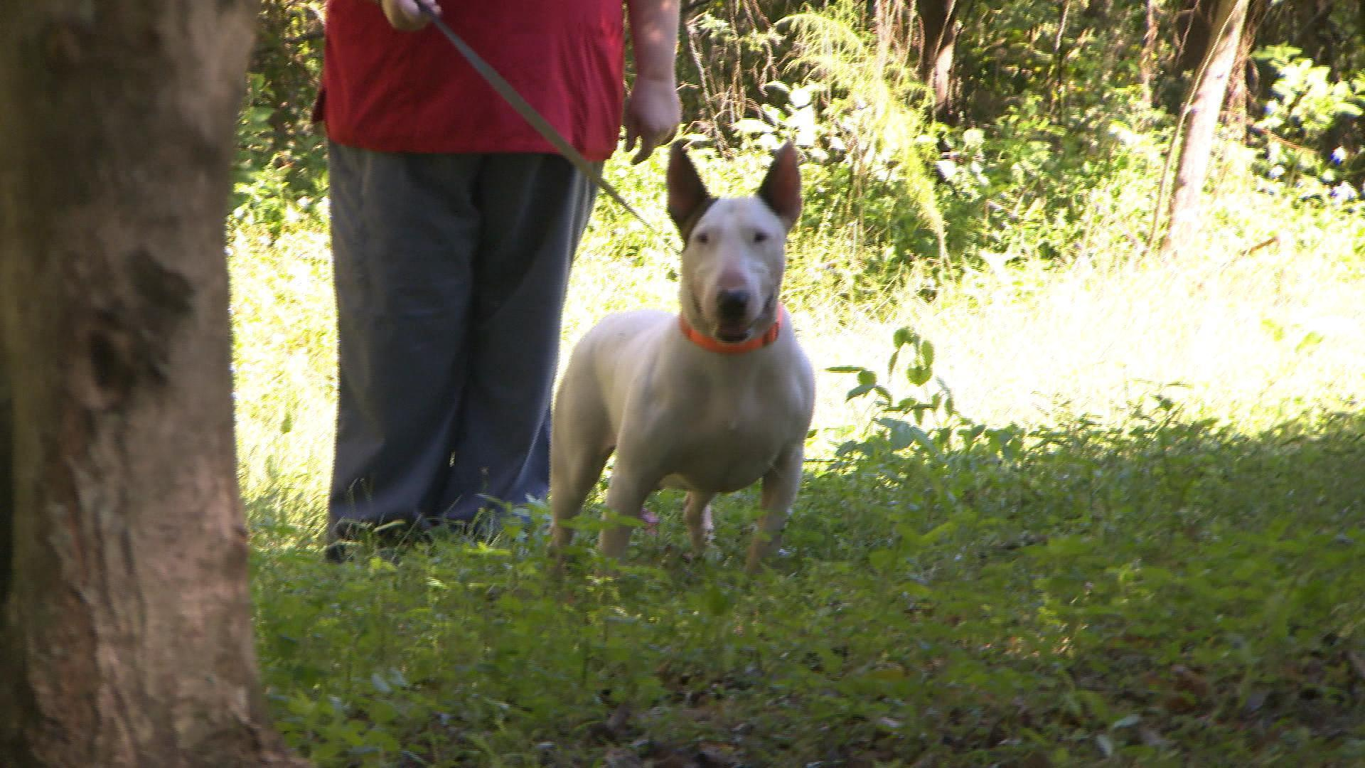 Watch CBS Mornings Season Episode : Hurricane survivor Trooper the dog ...