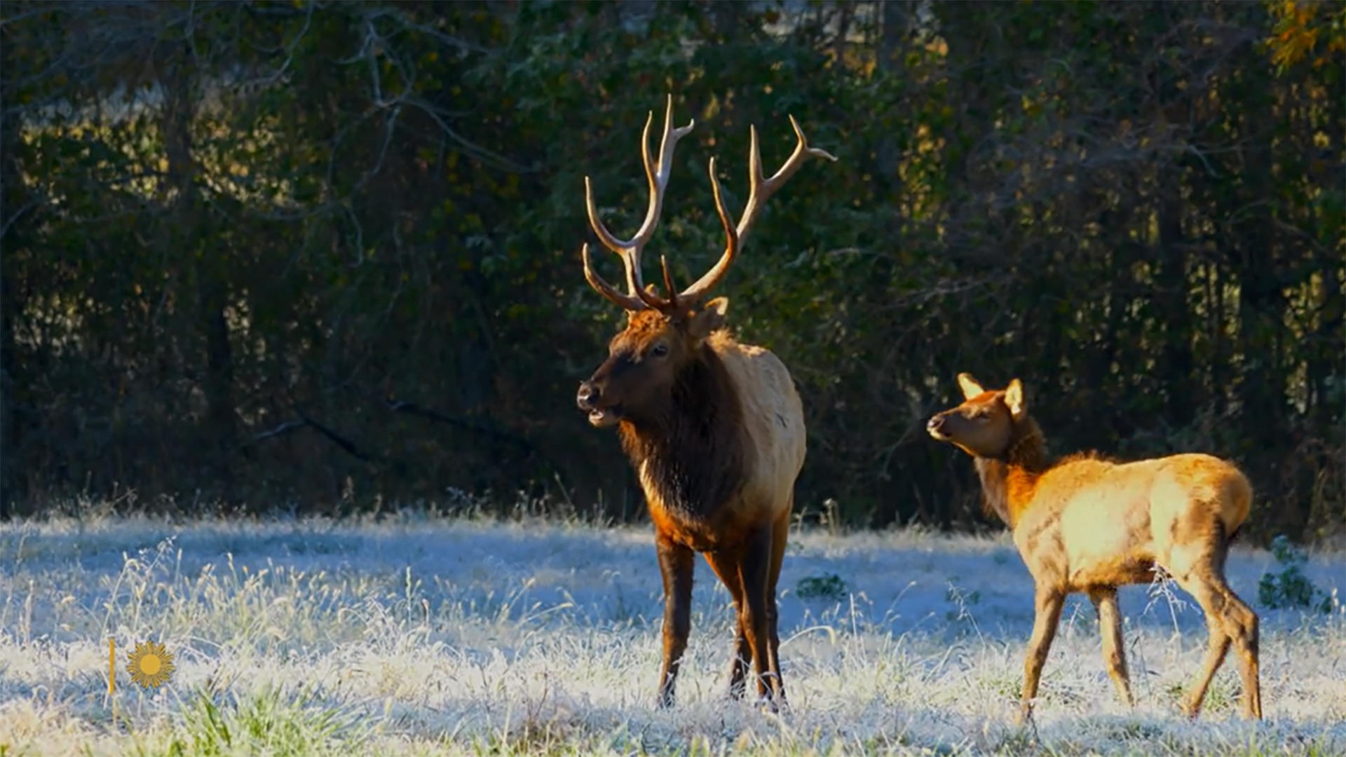 Watch Sunday Morning: Nature: Elk in the Ozarks - Full show on CBS