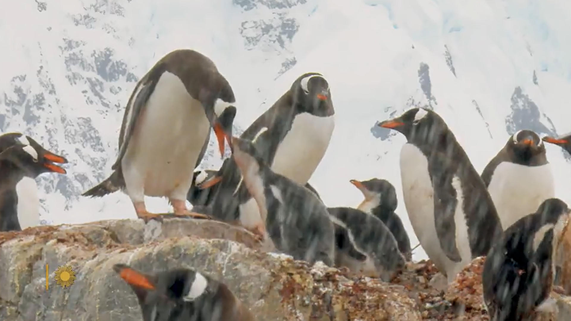 Watch Sunday Morning Season Episode : Nature: Penguins in Antarctica ... Watch Sunday Morning Season Episode : Nature: Penguins in Antarctica ...