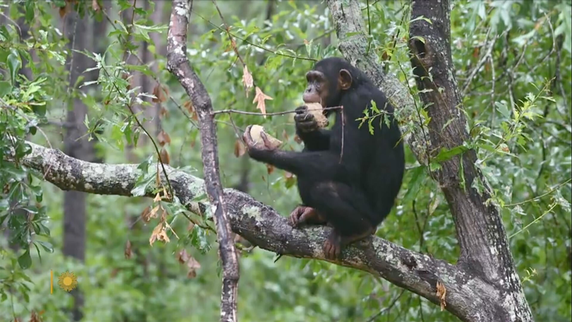 Watch Sunday Morning: Chimp Haven, the world's largest chimpanzee ...