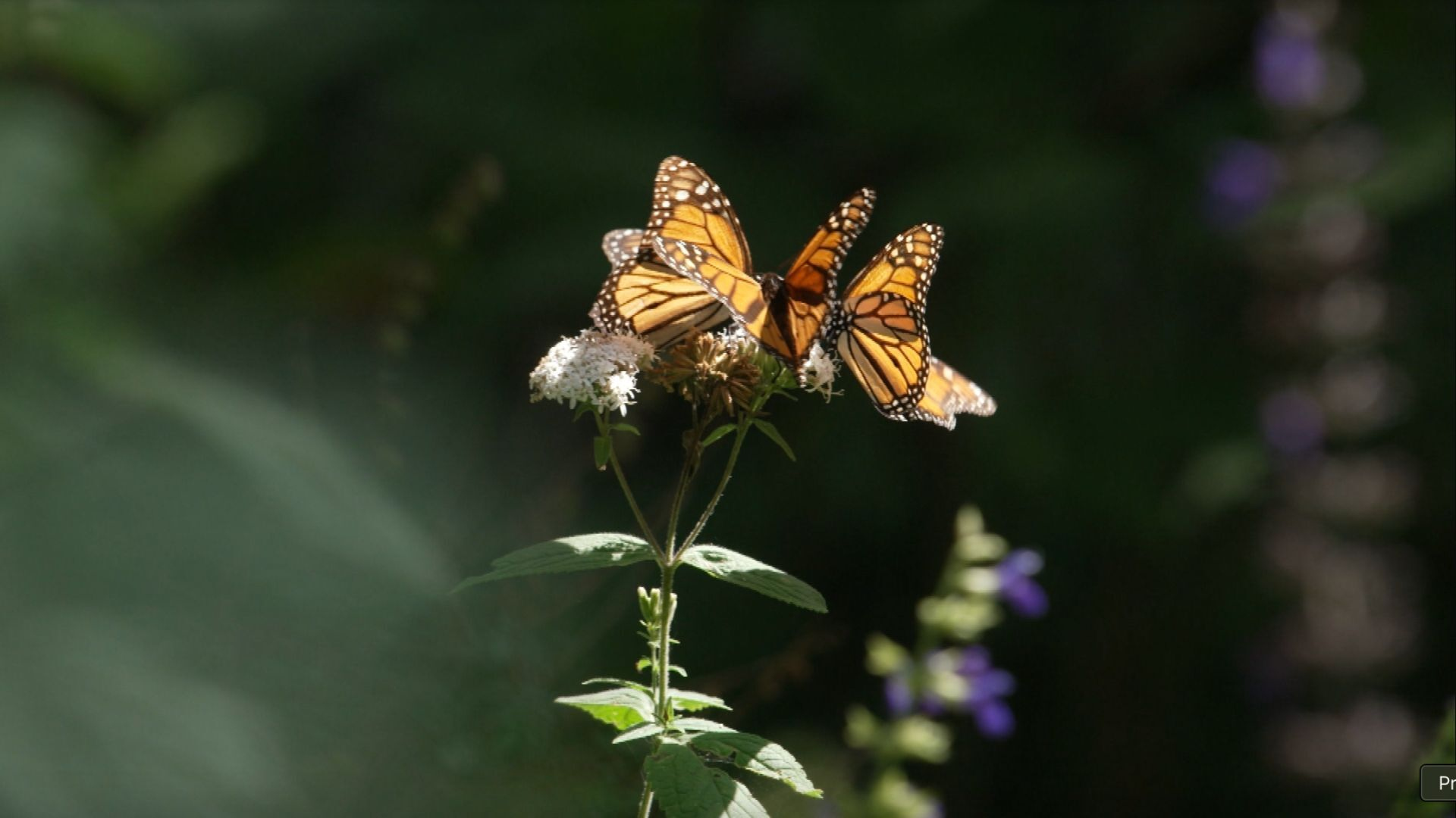 Watch 60 Minutes Season 57 Episode 30: Inside the monarch butterfly ...