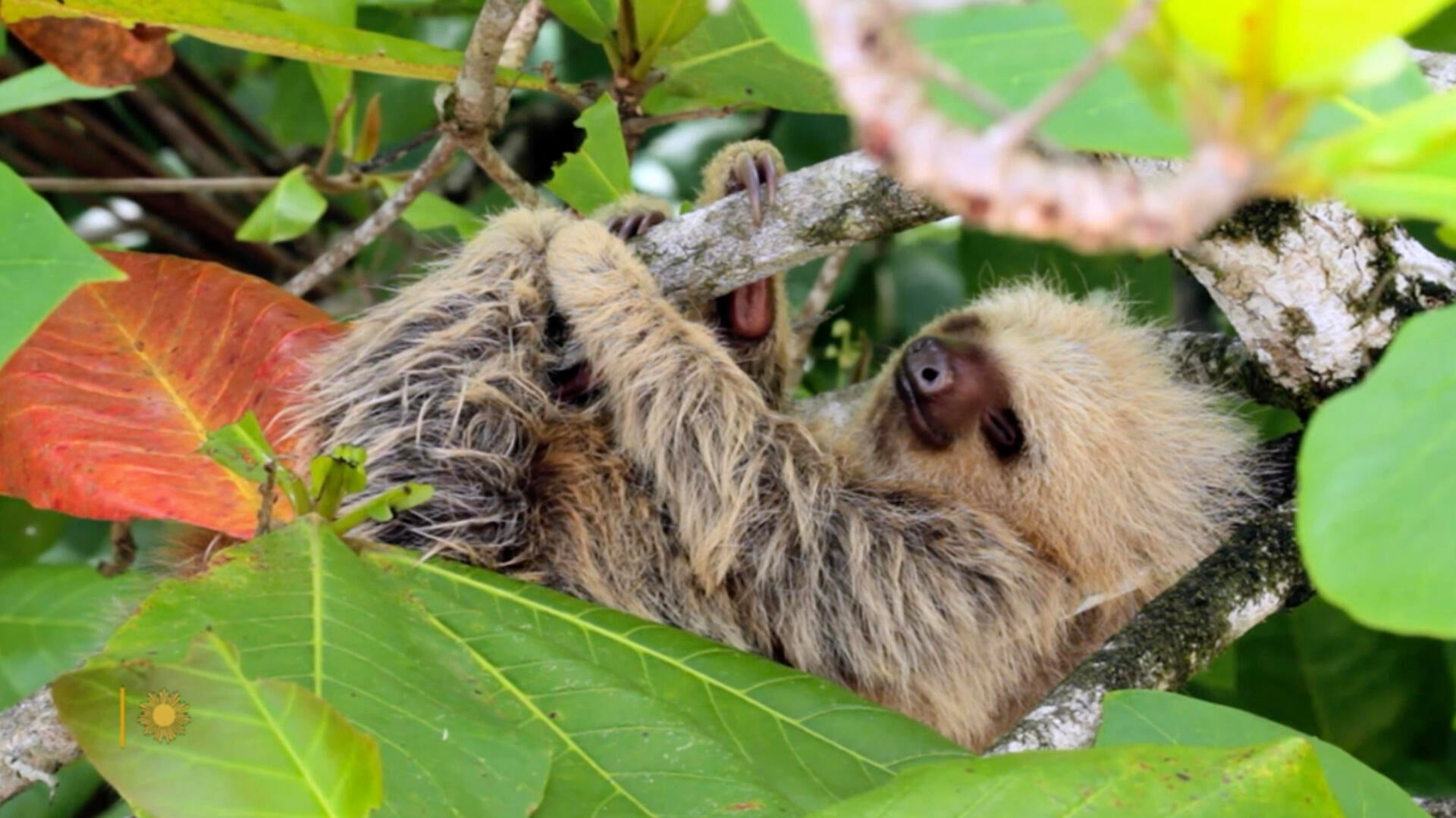 Watch Sunday Morning: Nature: Sloths in Costa Rica - Full show on CBS
