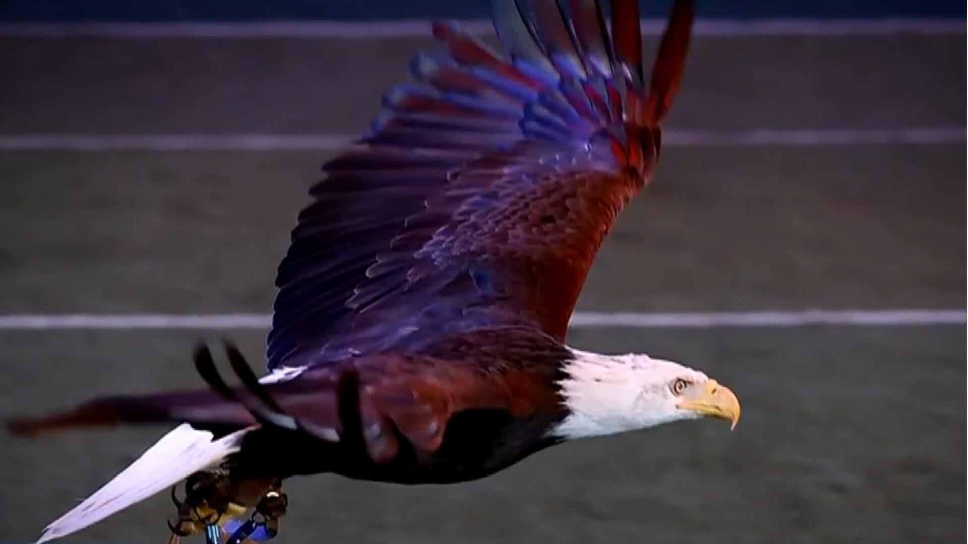 Watch CBS Mornings Meet Lincoln the eagle - Paramount+