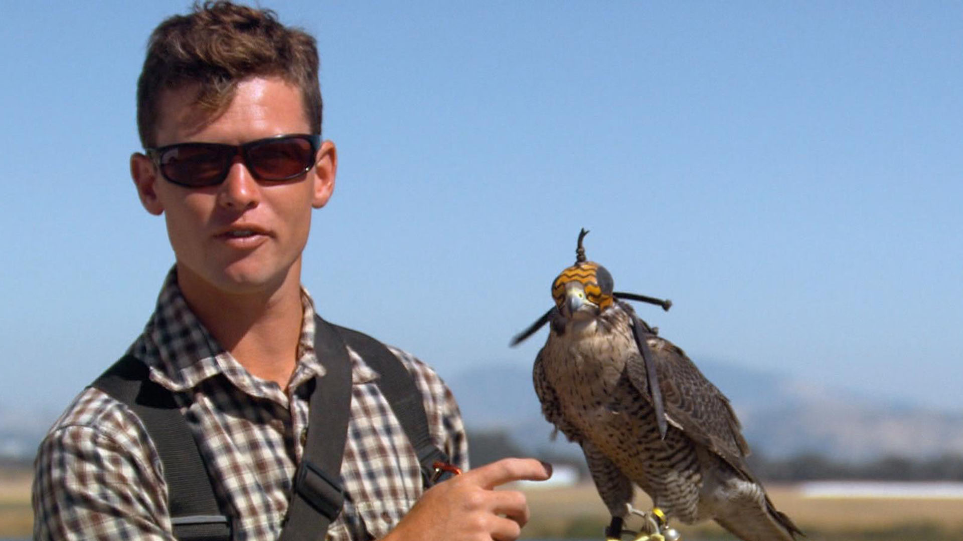 Watch Sunday Morning: How falcons protect vineyards - Full show on CBS