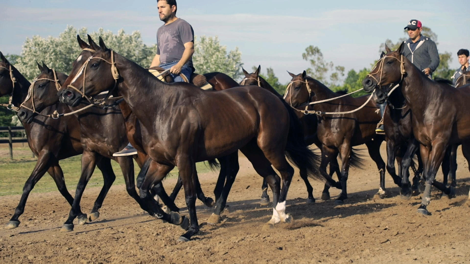 Watch 60 Minutes: The polo team that uses cloned horses - Full show on CBS