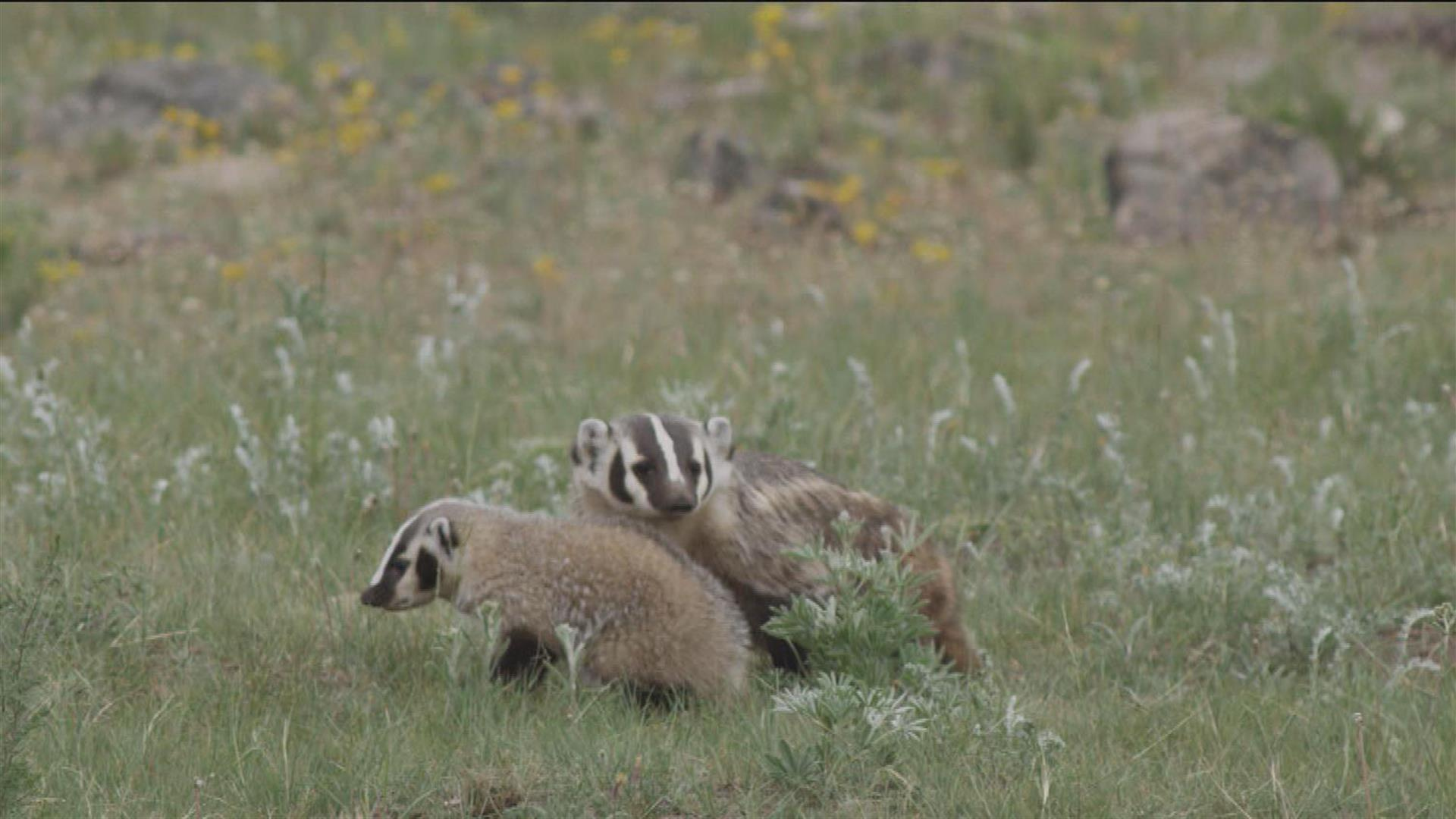 Watch Sunday Morning: Nature: Badgers - Full show on CBS