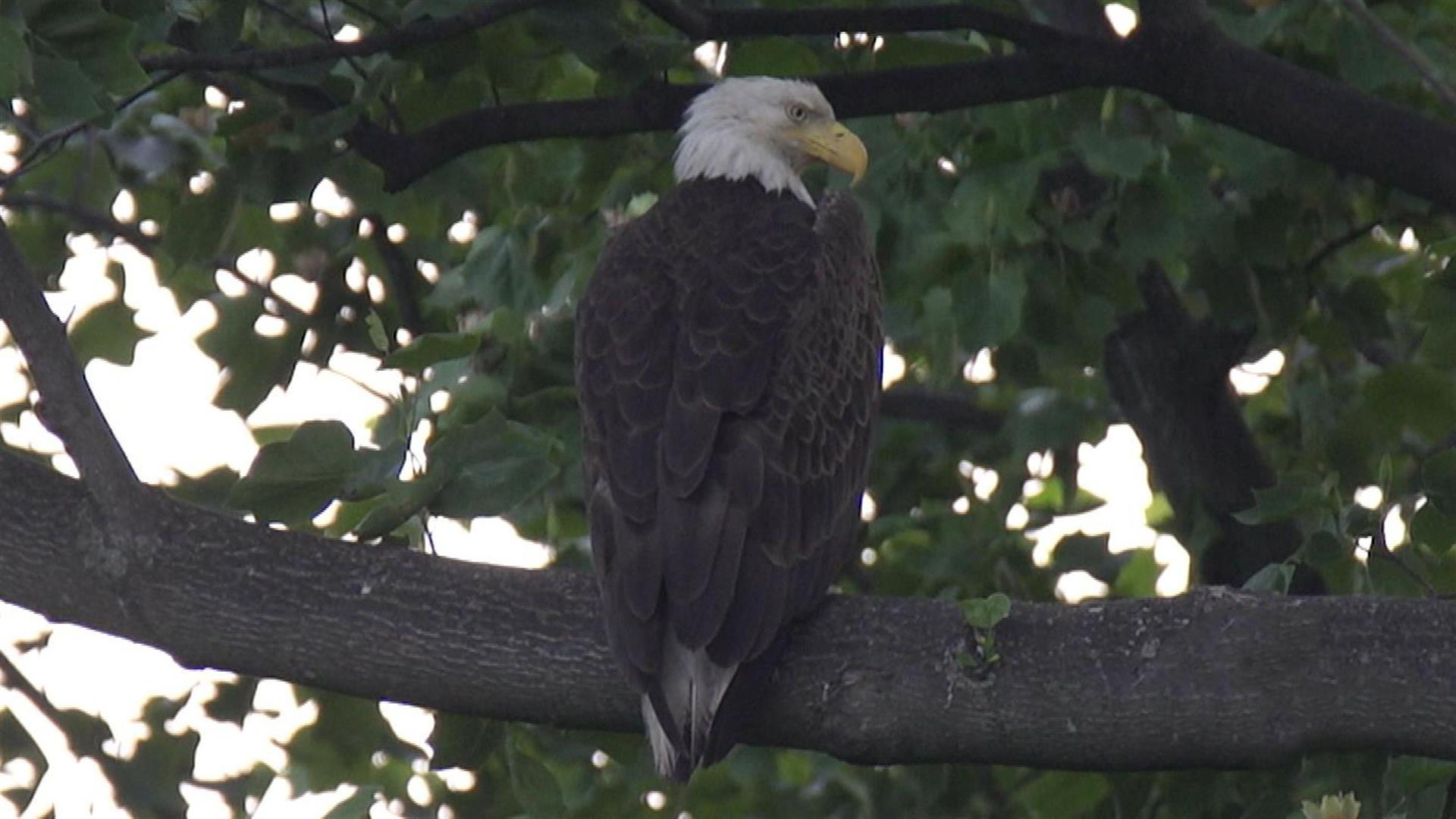 Watch Sunday Morning: Nature: Eagles - Full show on CBS