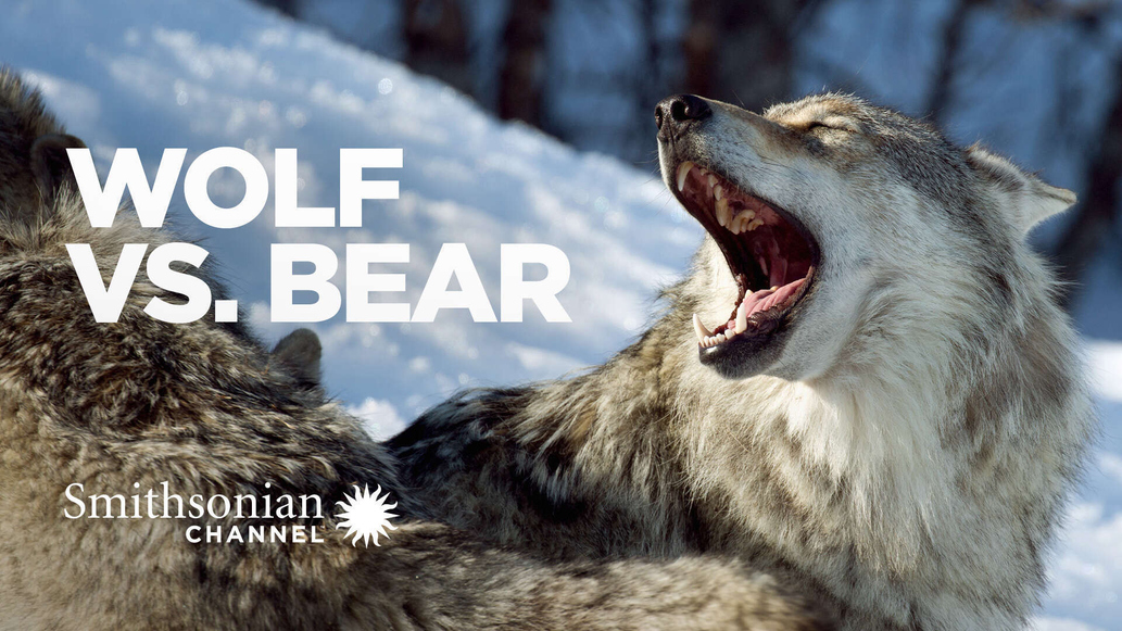 Wolf vs. Bear - Watch Full Movie on Paramount Plus